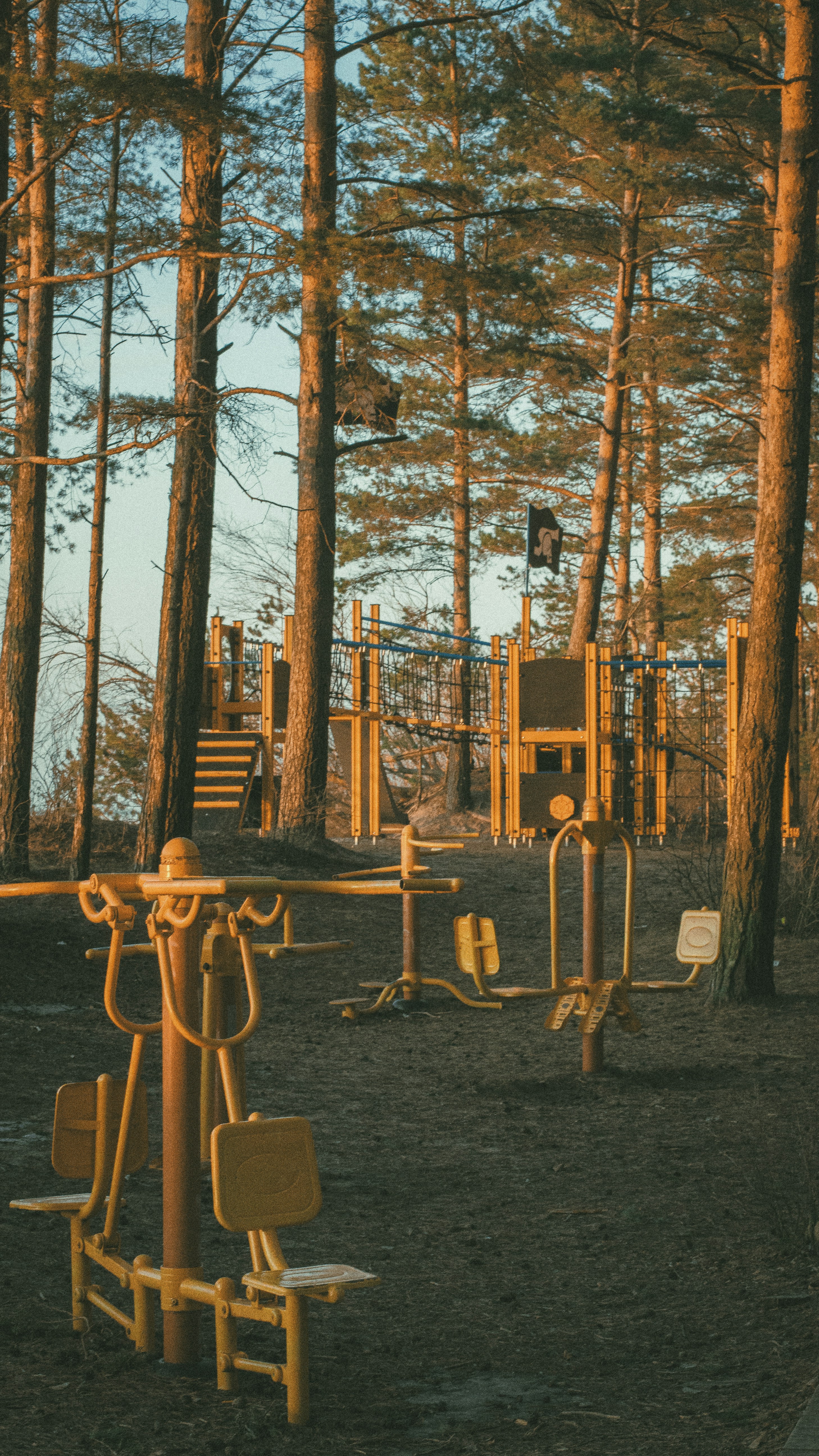 Sun-Kissed Playground Amid Tall Pines
