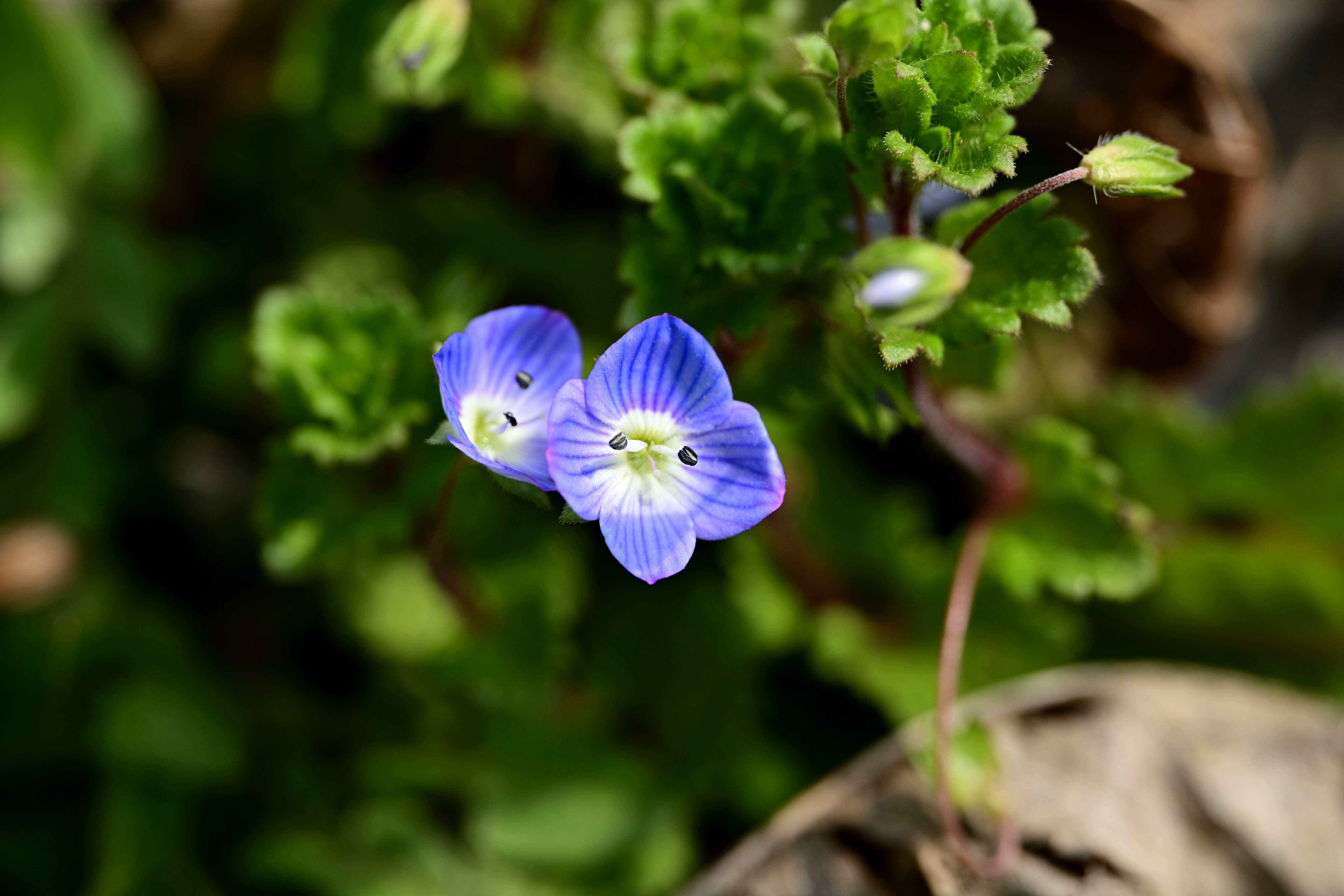 Close-up of a violet flower
