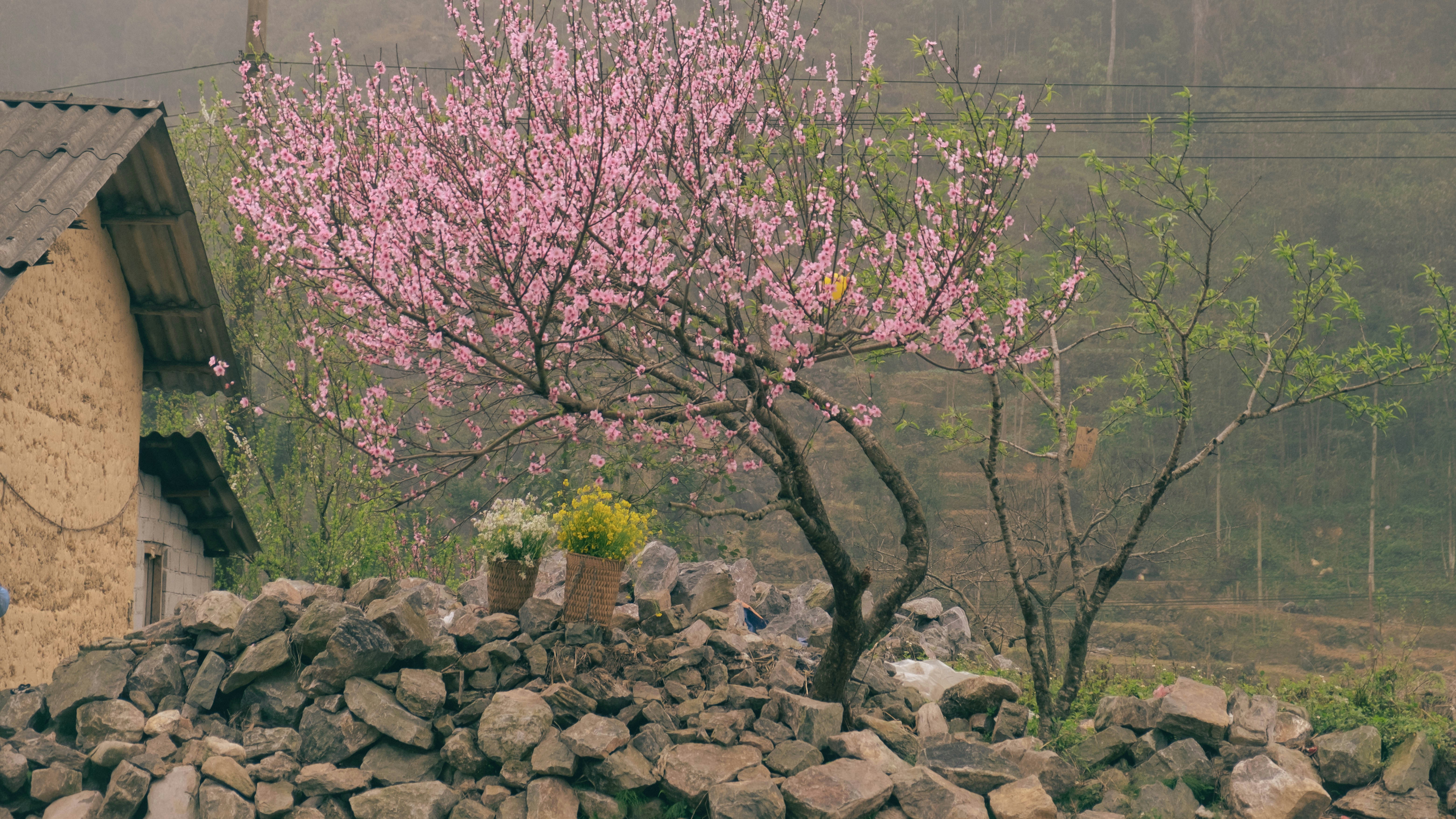 Blossoms Over the Stony Terrace