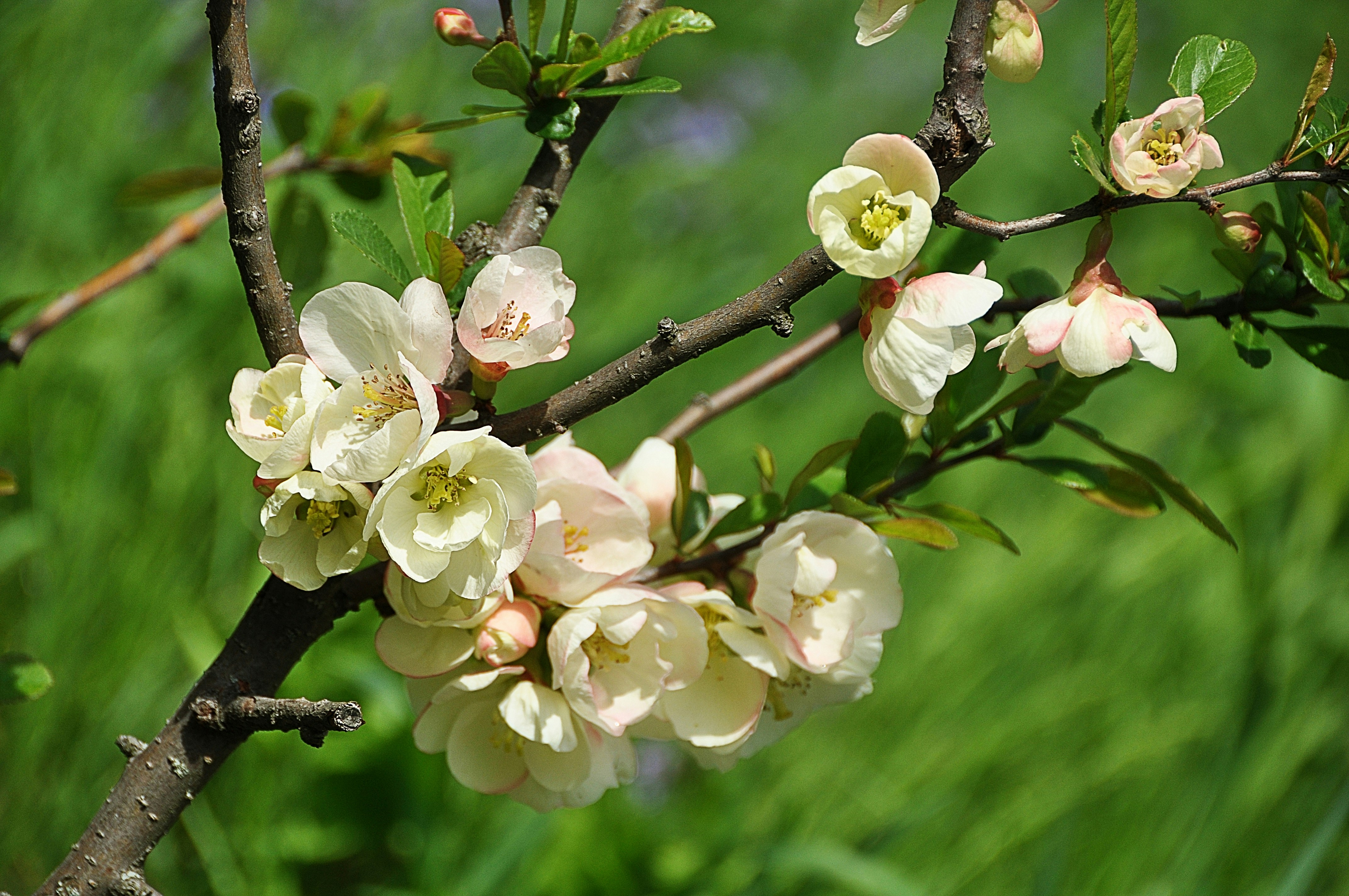 Spring's Quiet Bloom: Cream Petals Cloaking a Dark Branch Against a Lush Green Backdrop