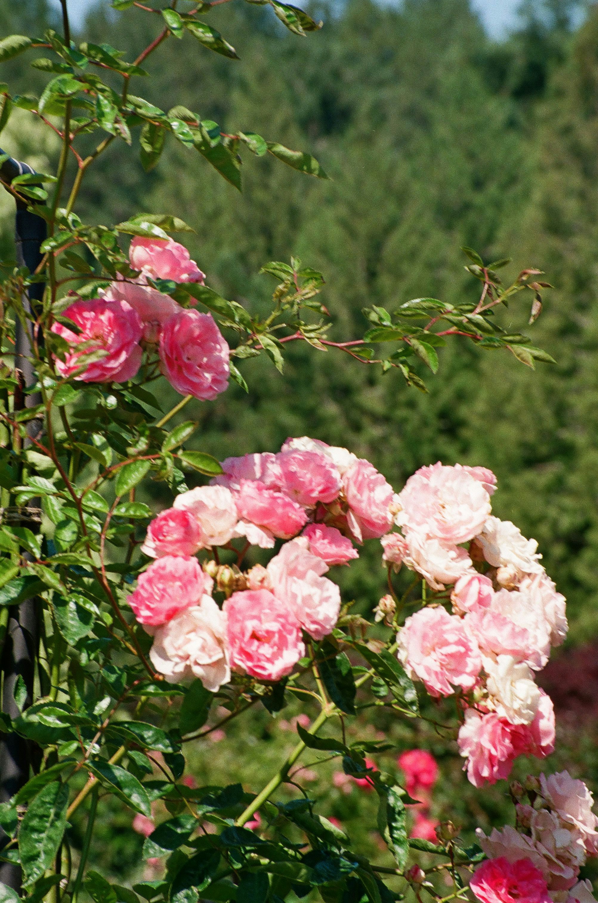 Close-up of pink roses climbing a trellis, bathed in bright garden light with a softly blurred green backdrop.