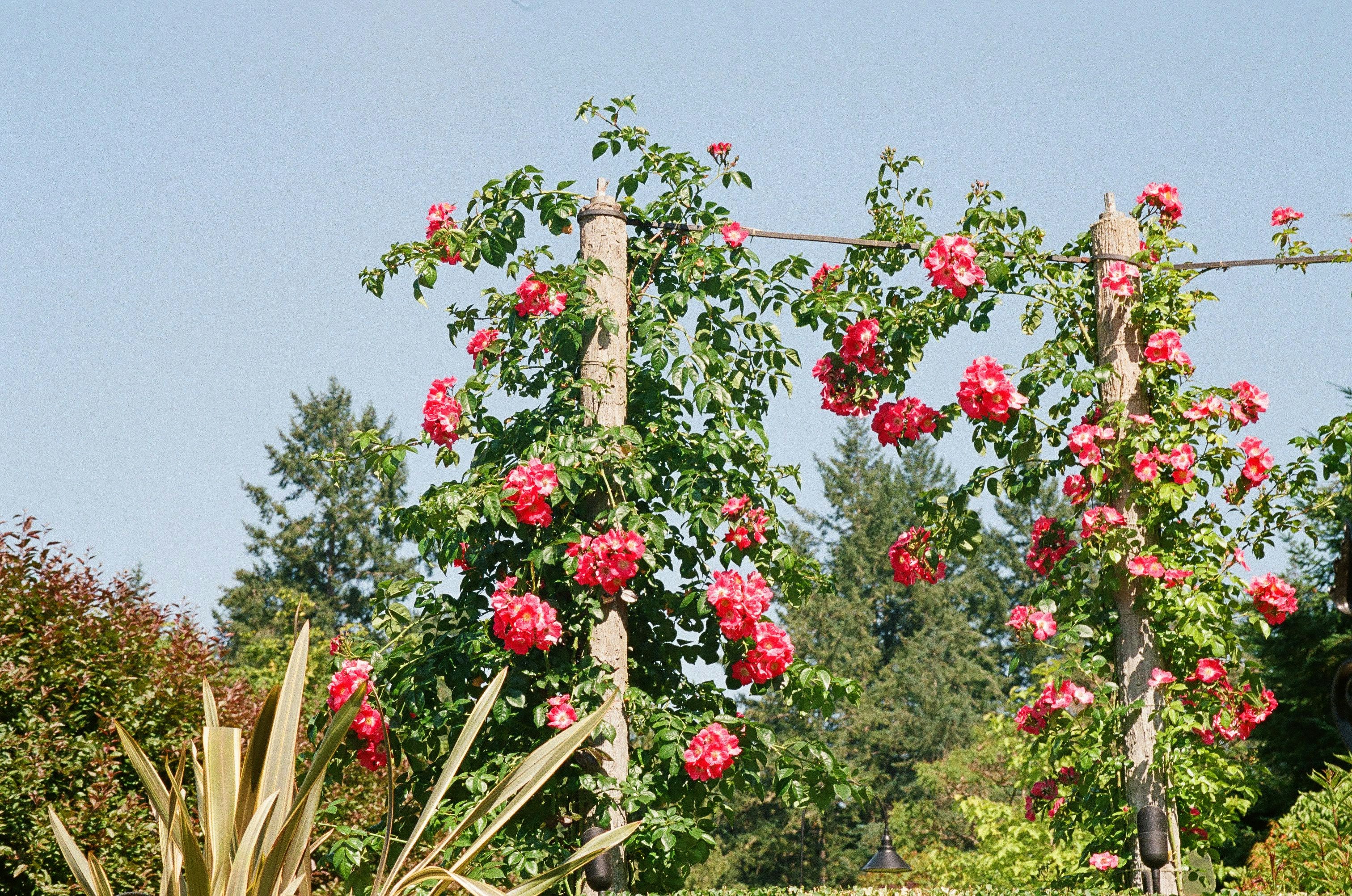 Photograph of a sunlit garden with pink-red climbing roses on lattice arches against a pale blue sky.