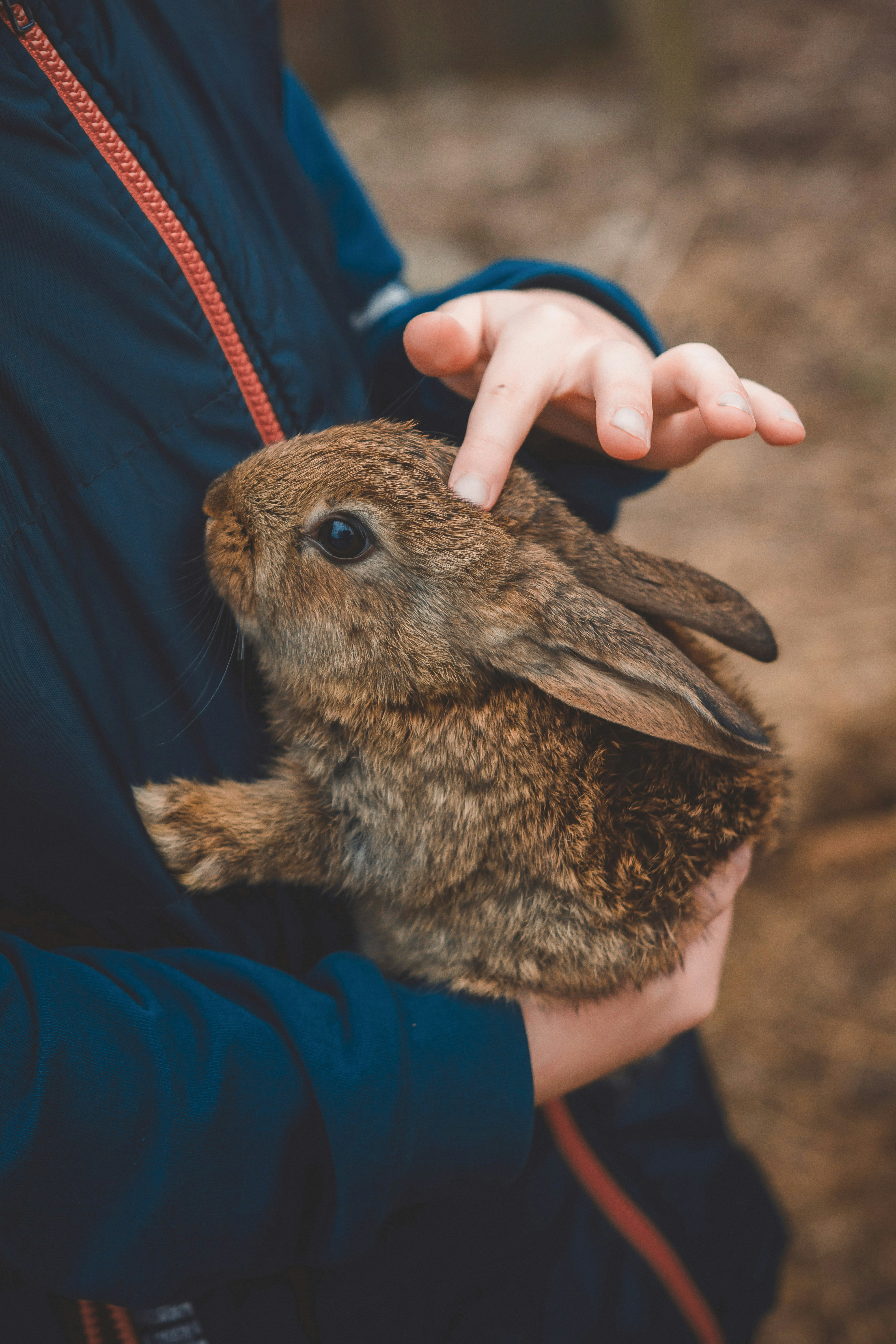Cute Rabbit Pictures | Download Free Images on Unsplash