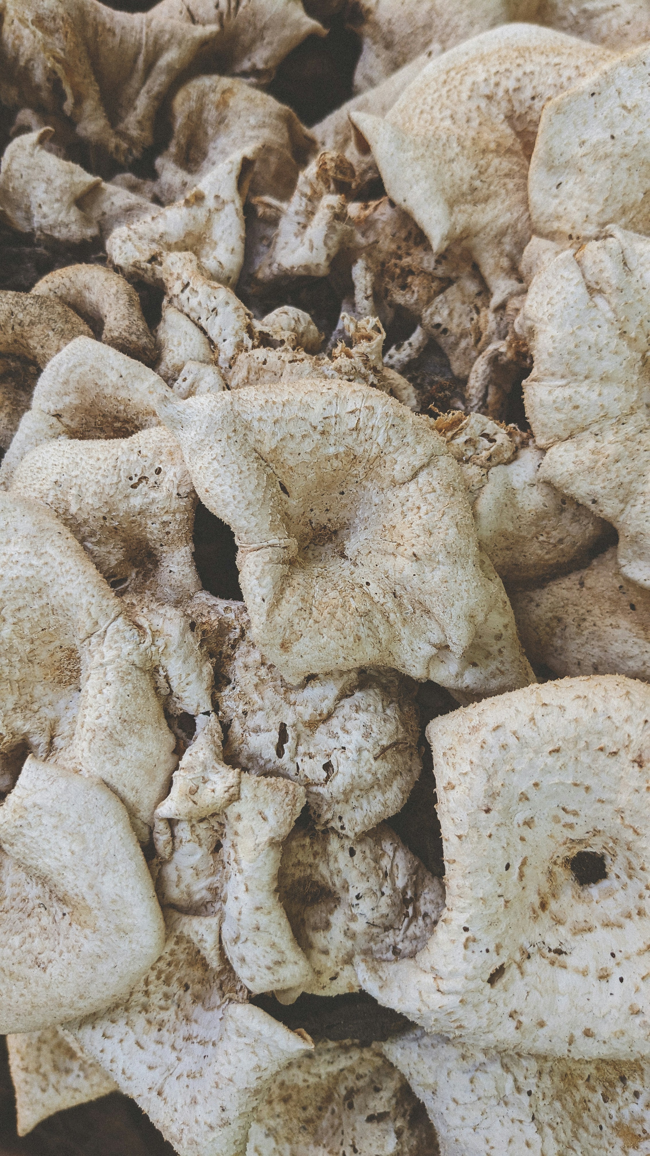 Porous Beige Mosaics: Macro of Weathered Sponge Fragments