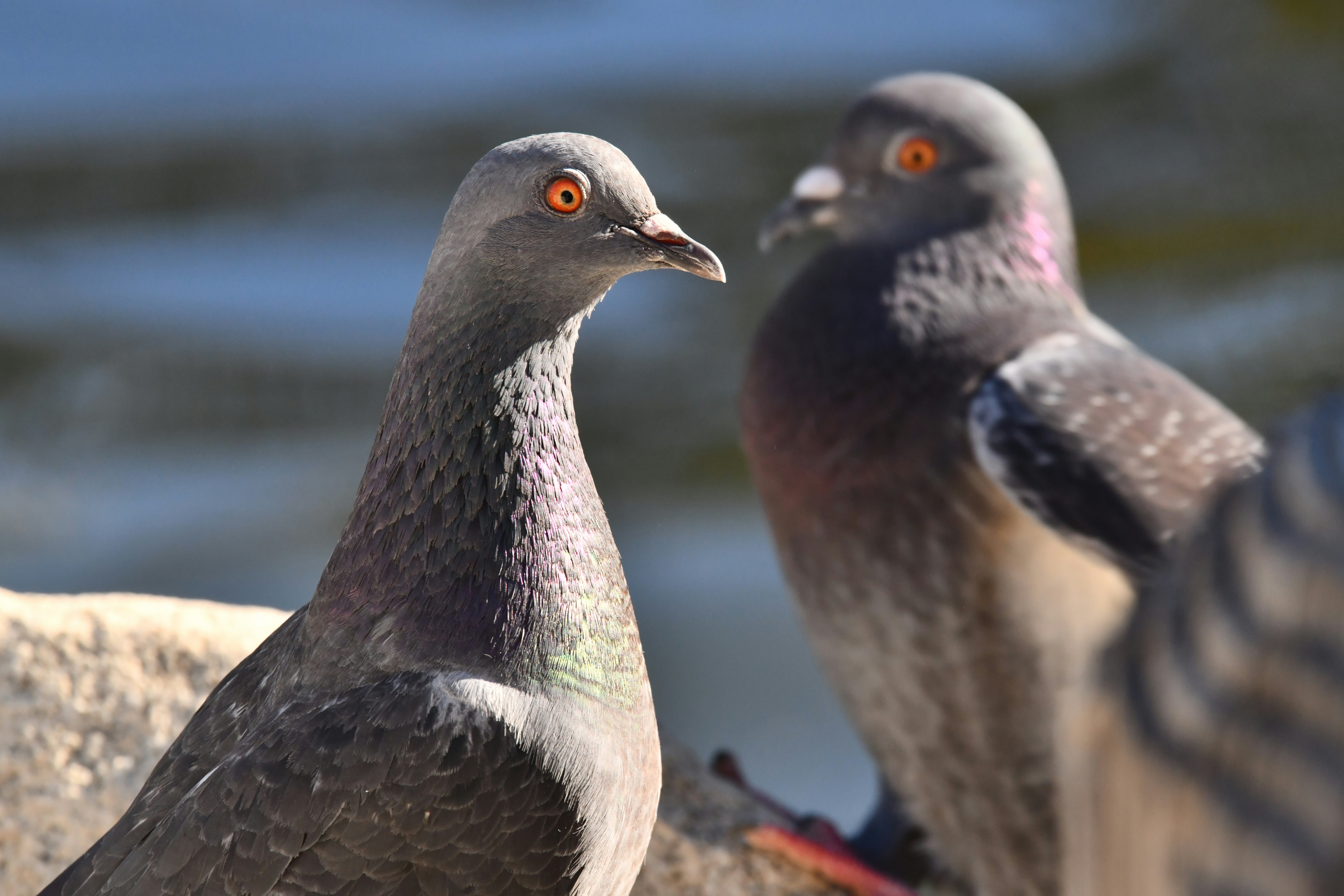 Pigeon Duo by the Water's Edge