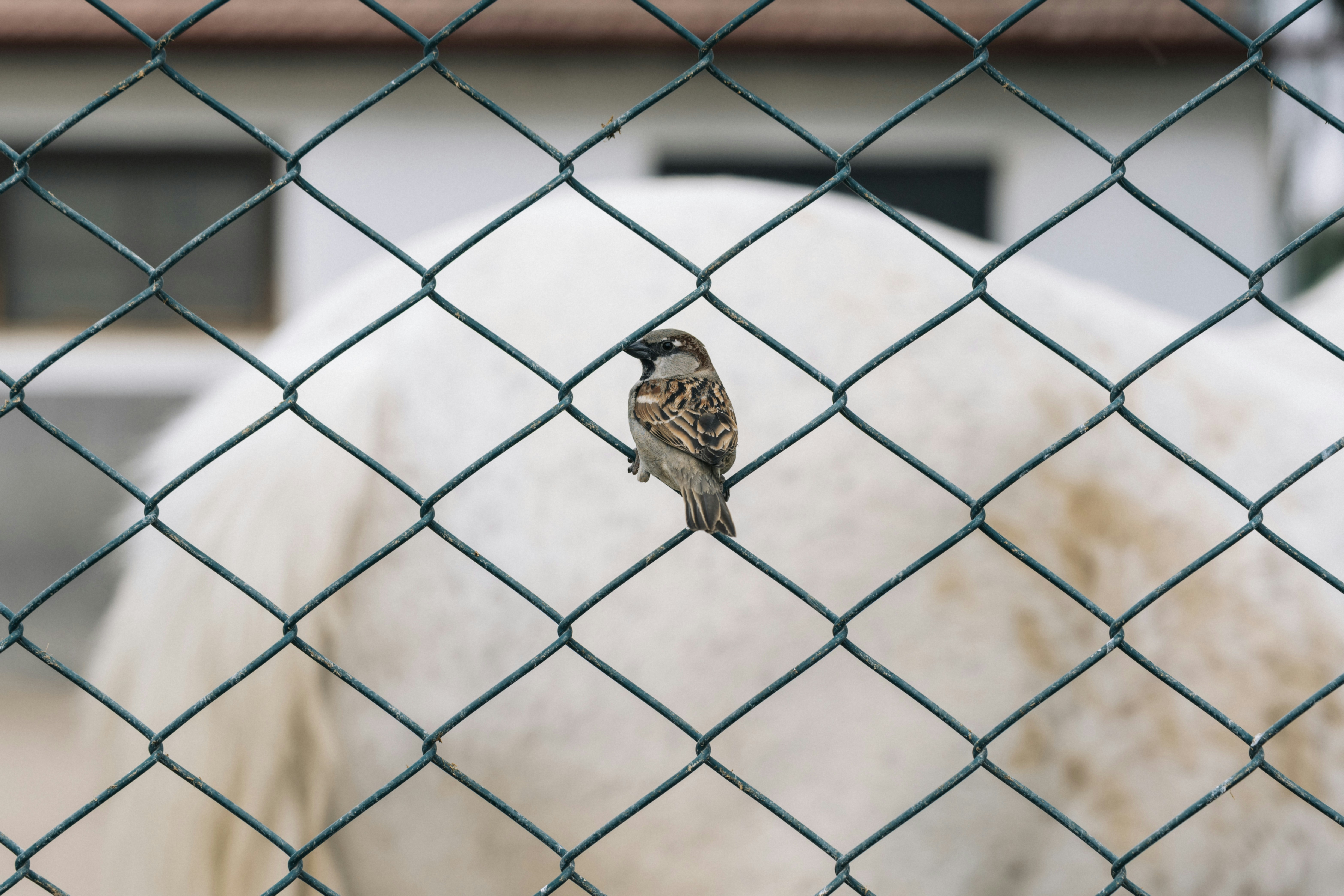 A Feathered Observer Behind the Fence