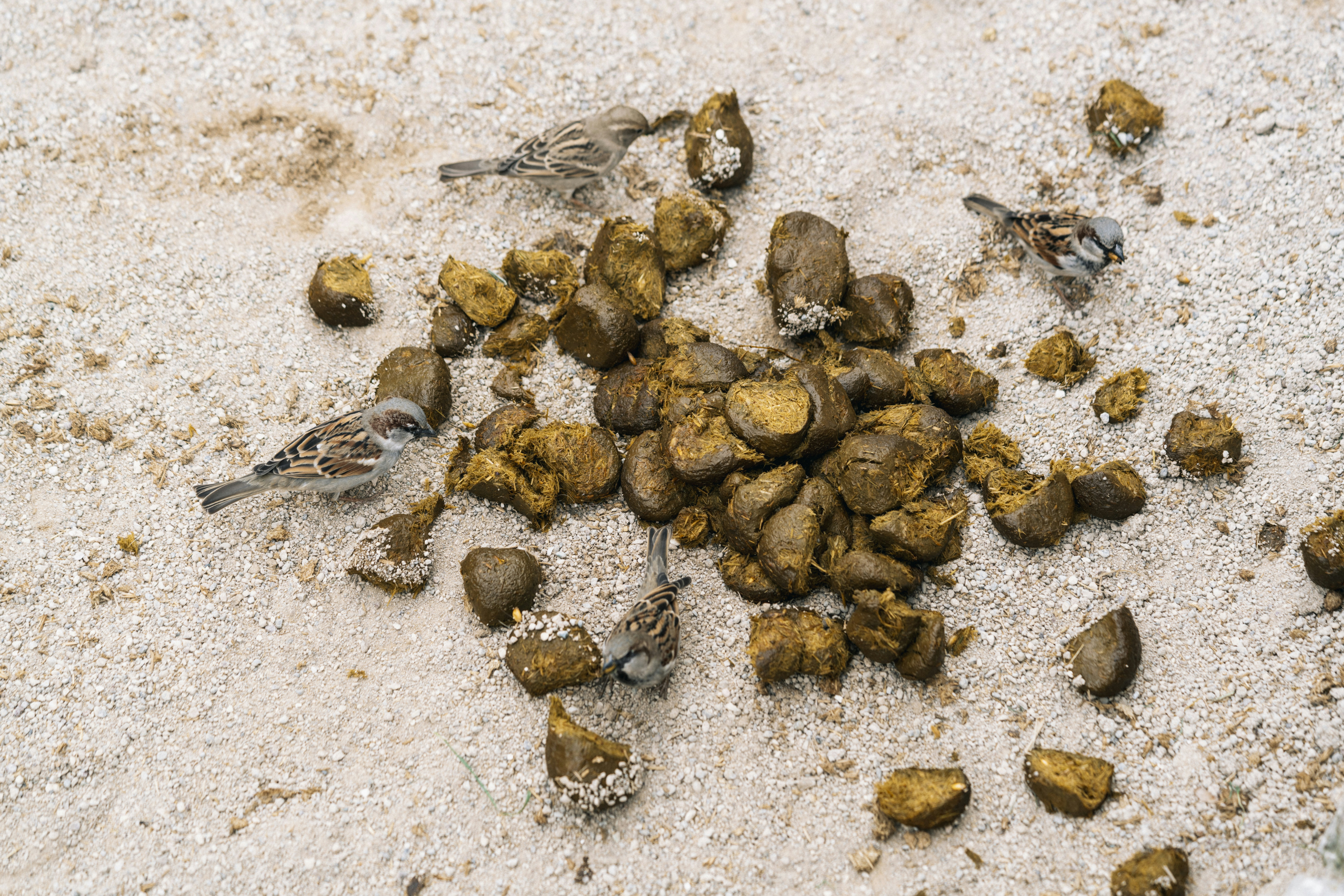 A group of sparrows foraging around a pile of organic matter on a sandy surface, showcasing their natural behavior in search of food.