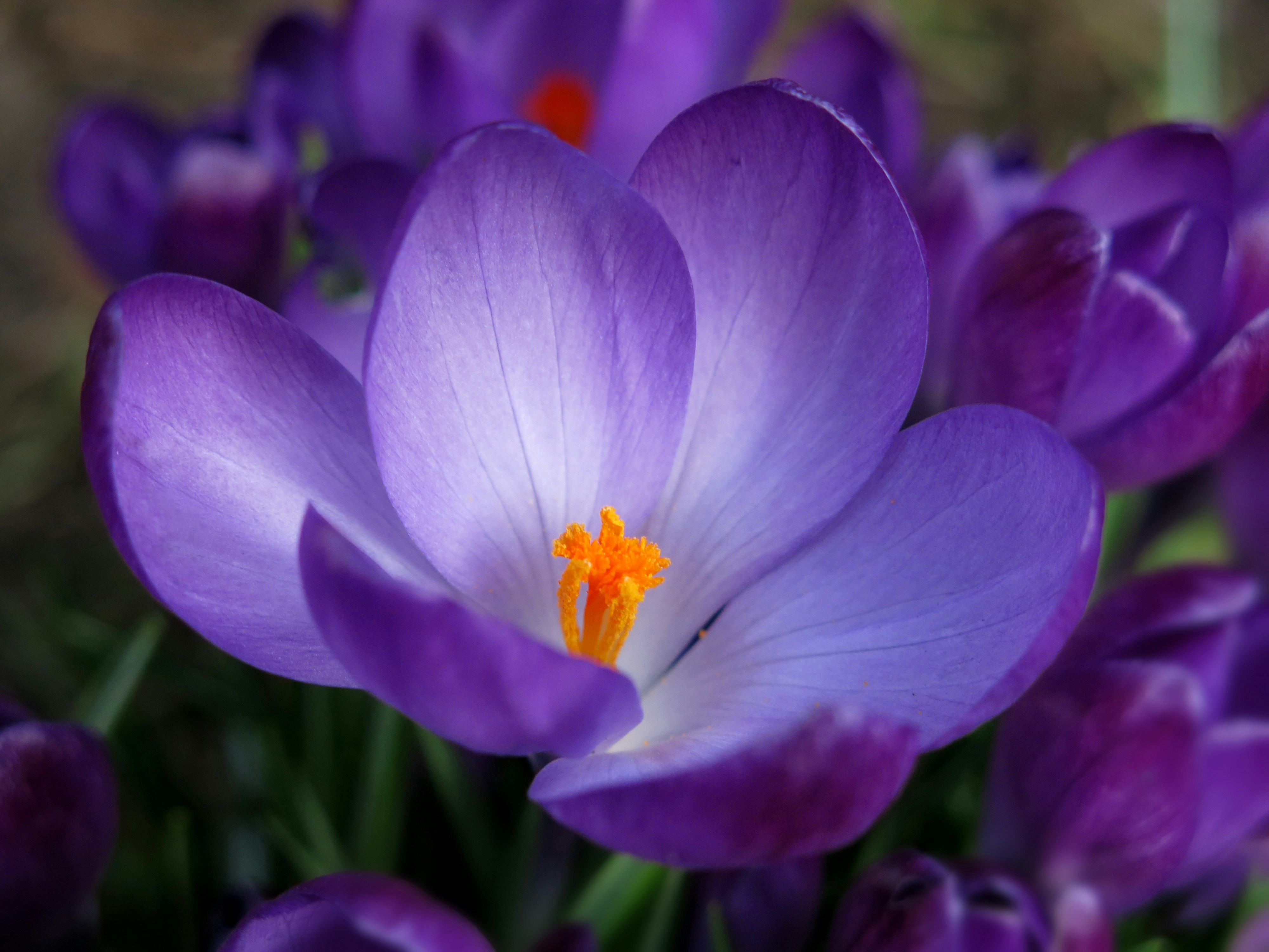 Close-up of a vibrant purple crocus flower with striking orange stamens, set against a backdrop of lush green foliage.