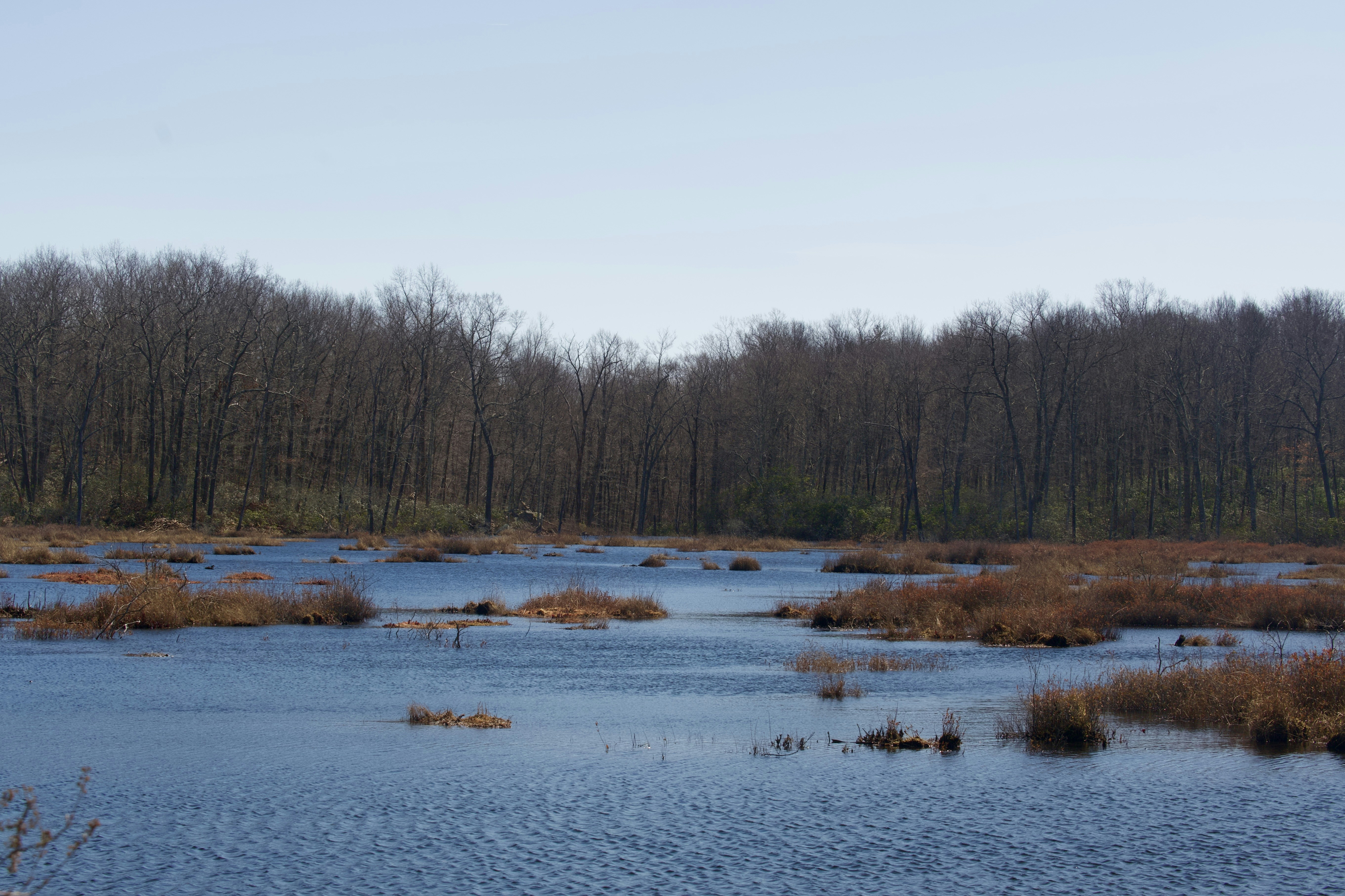 Tranquil bog with calm water and sparse vegetation under a clear sky.