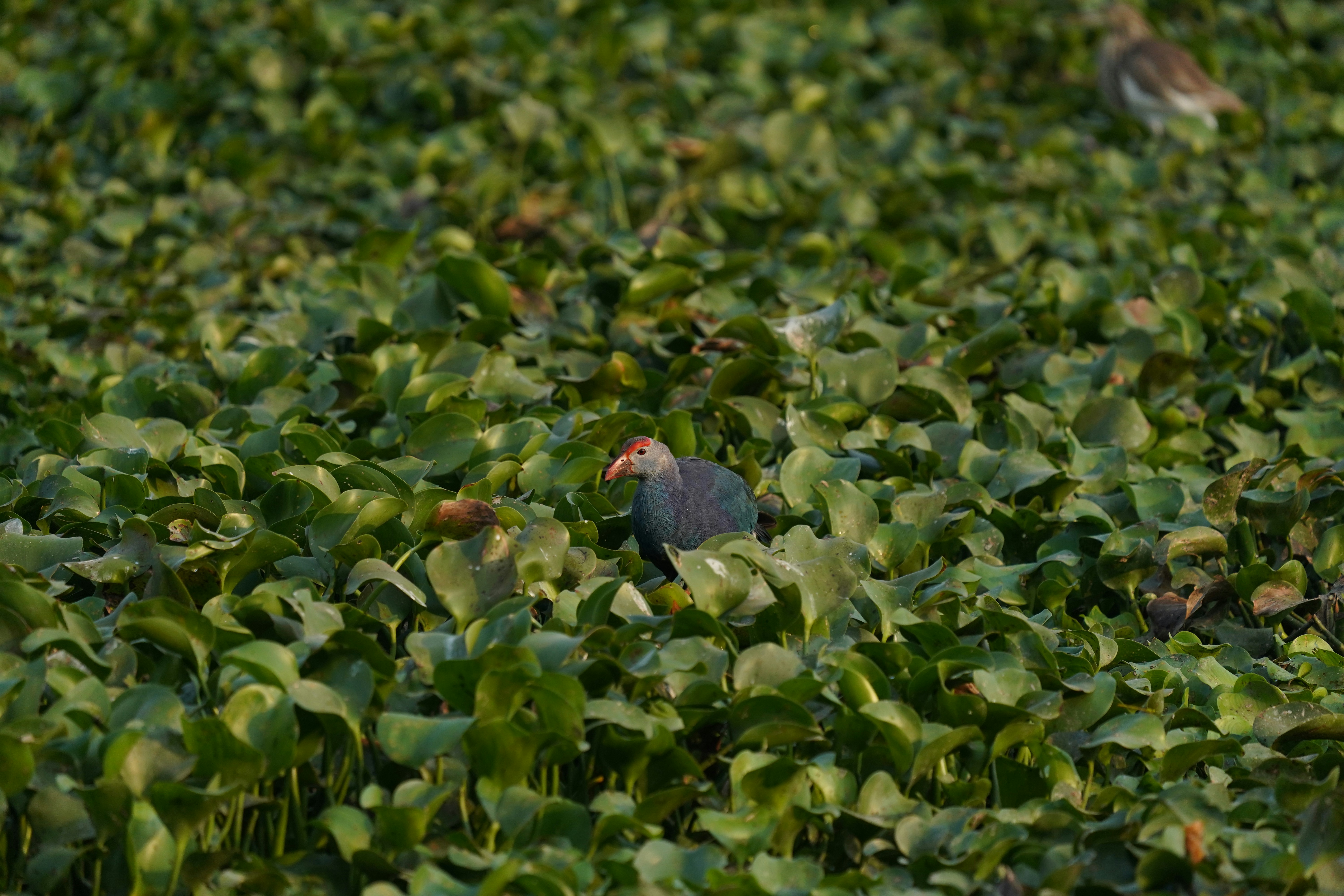 Photo by A M with Sony Alpha 7 III