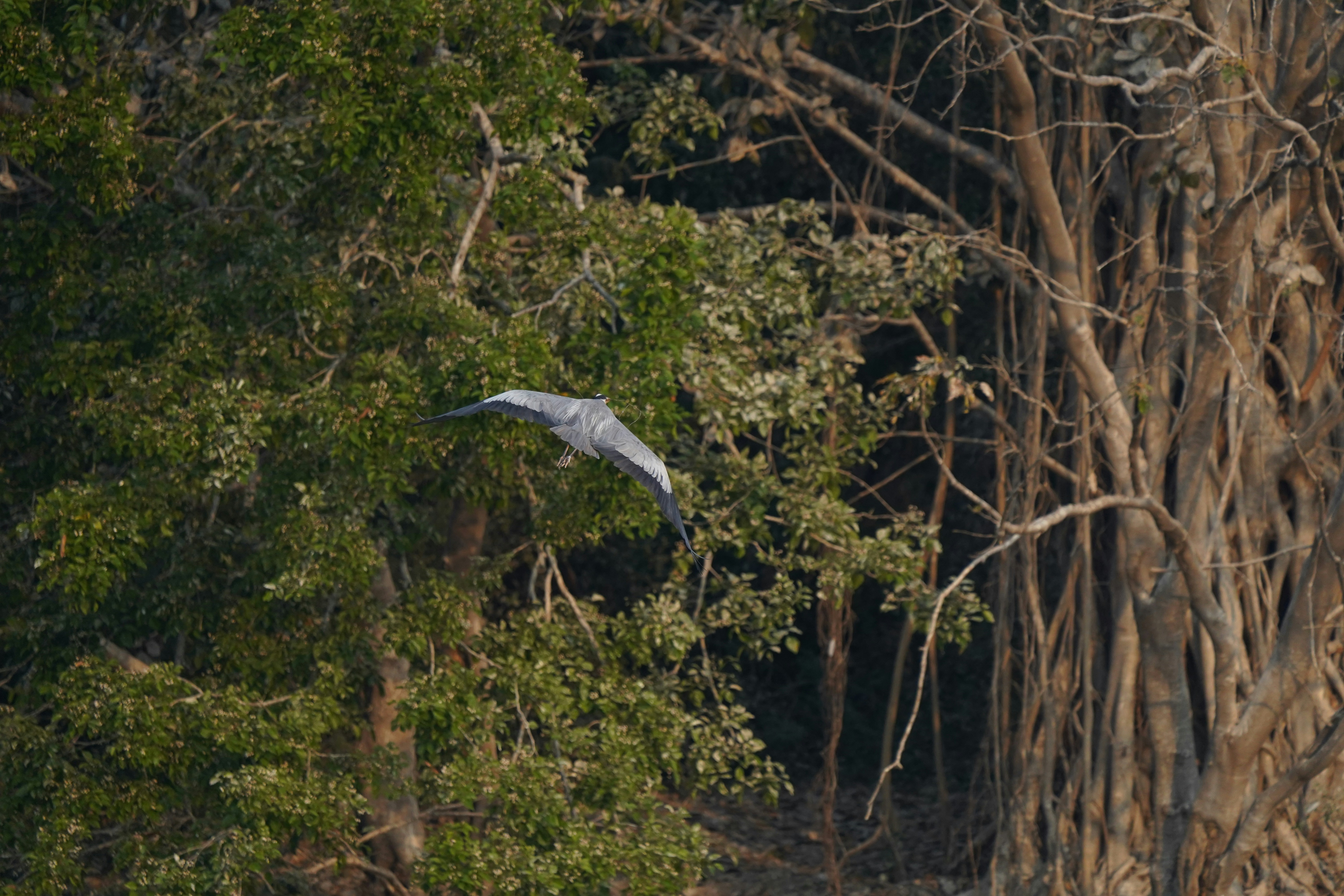 Midflight Gray Heron Over a Forest Corridor