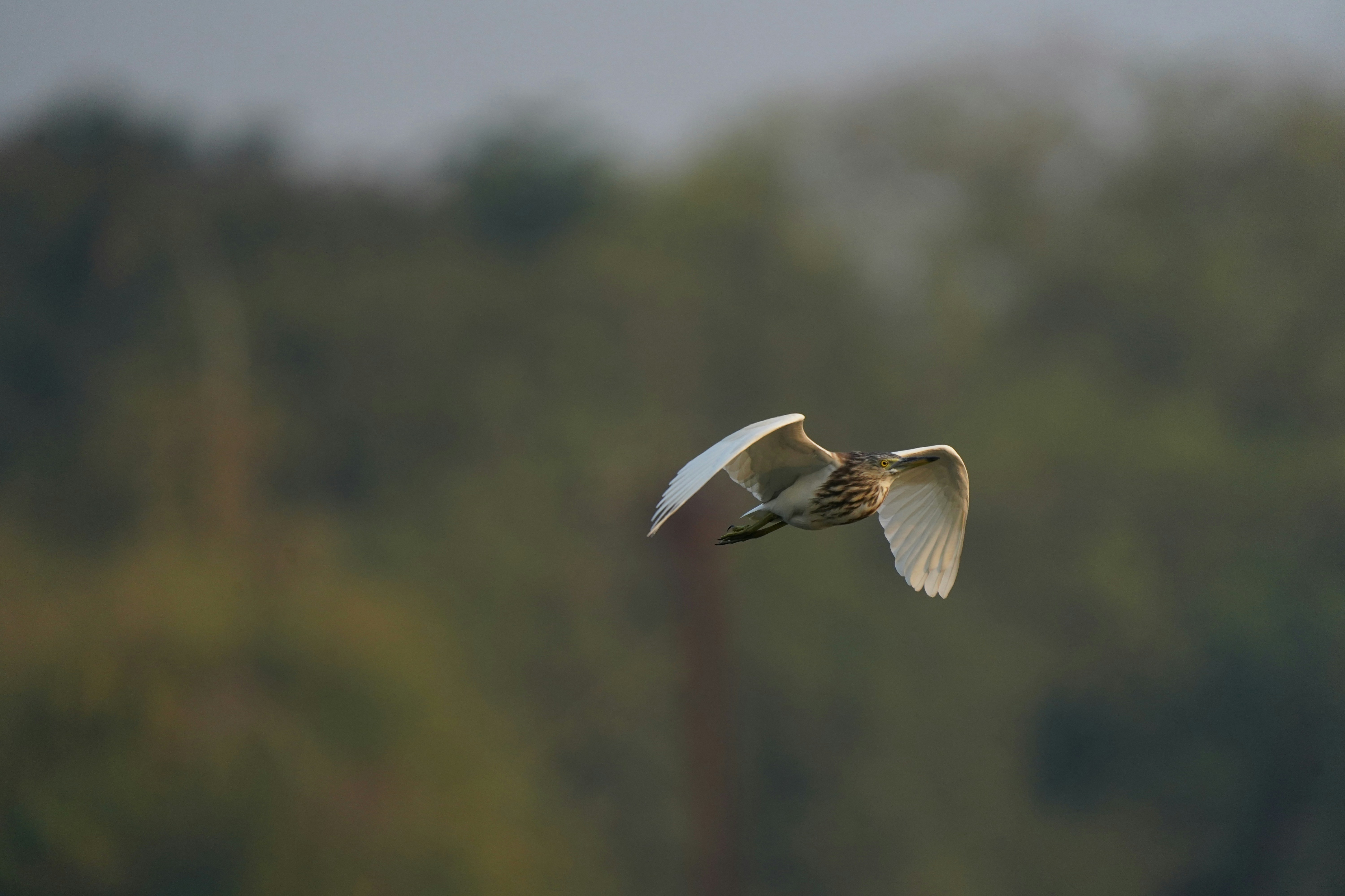 Midair Silence: A White-Winged Glide Above a Hushed Forest