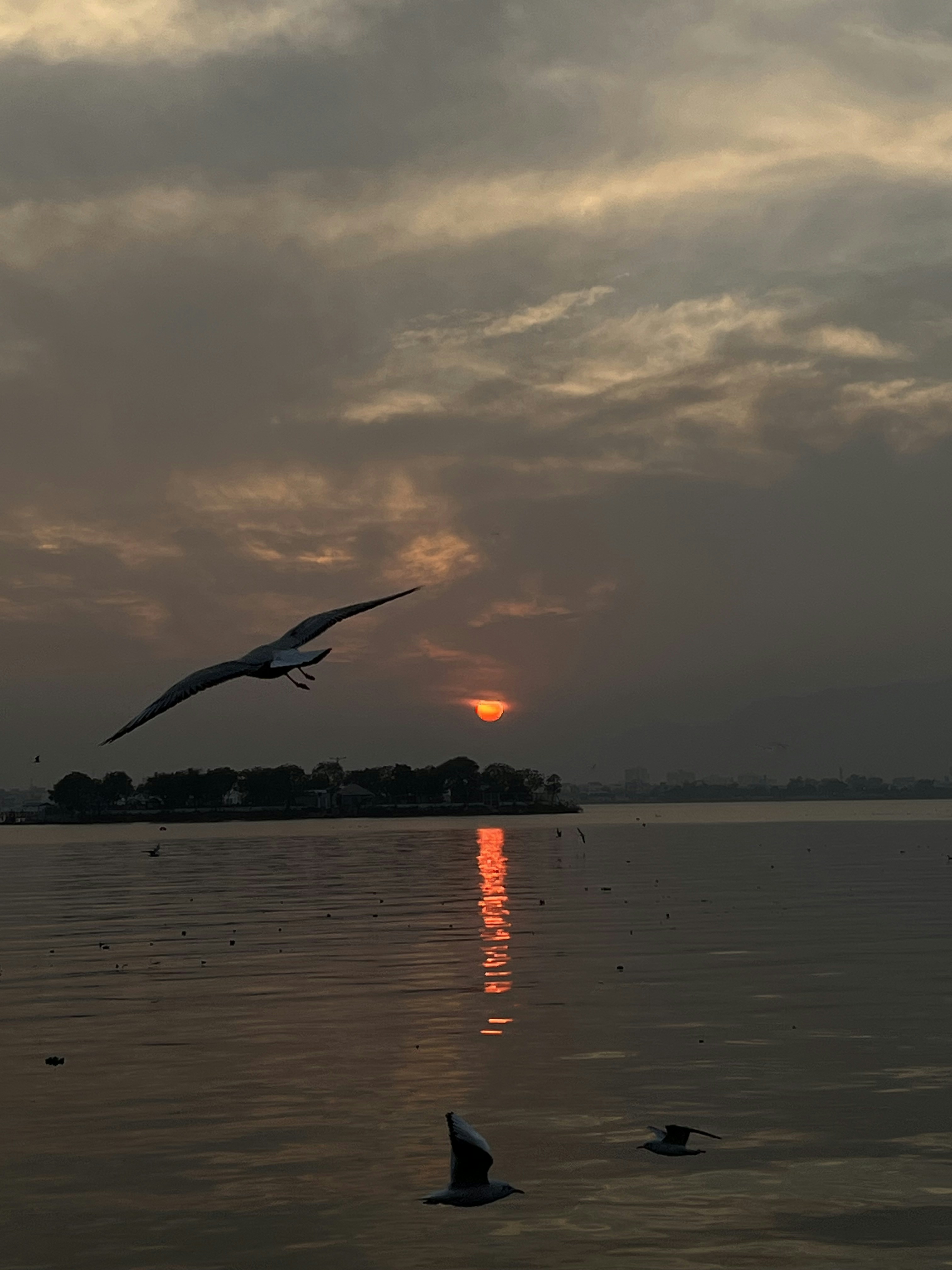 Sunset Glide: Seagull Silhouette Over a Calm Lake