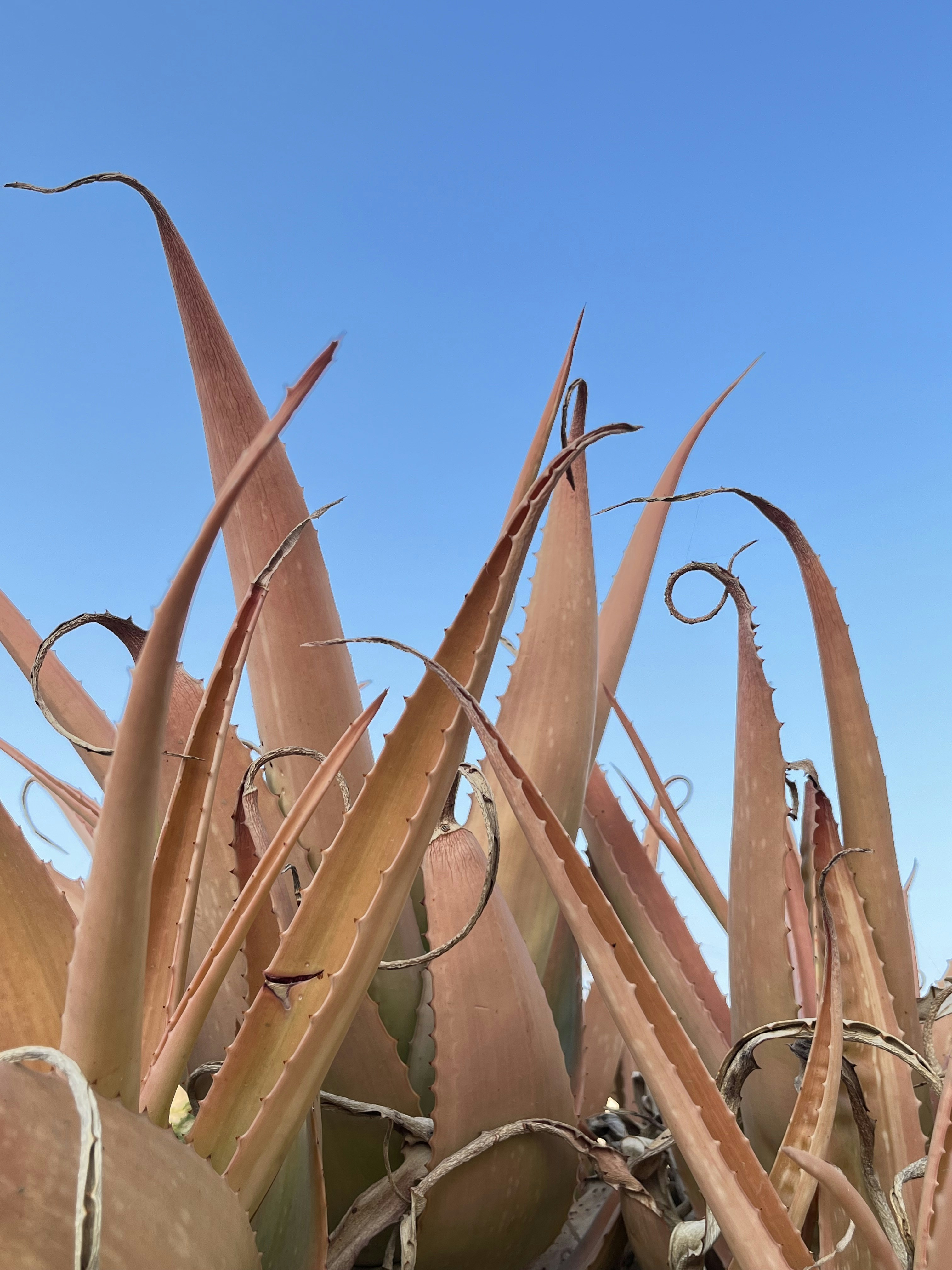 Cerulean Sky Framed by Tangled Aloe Leaves