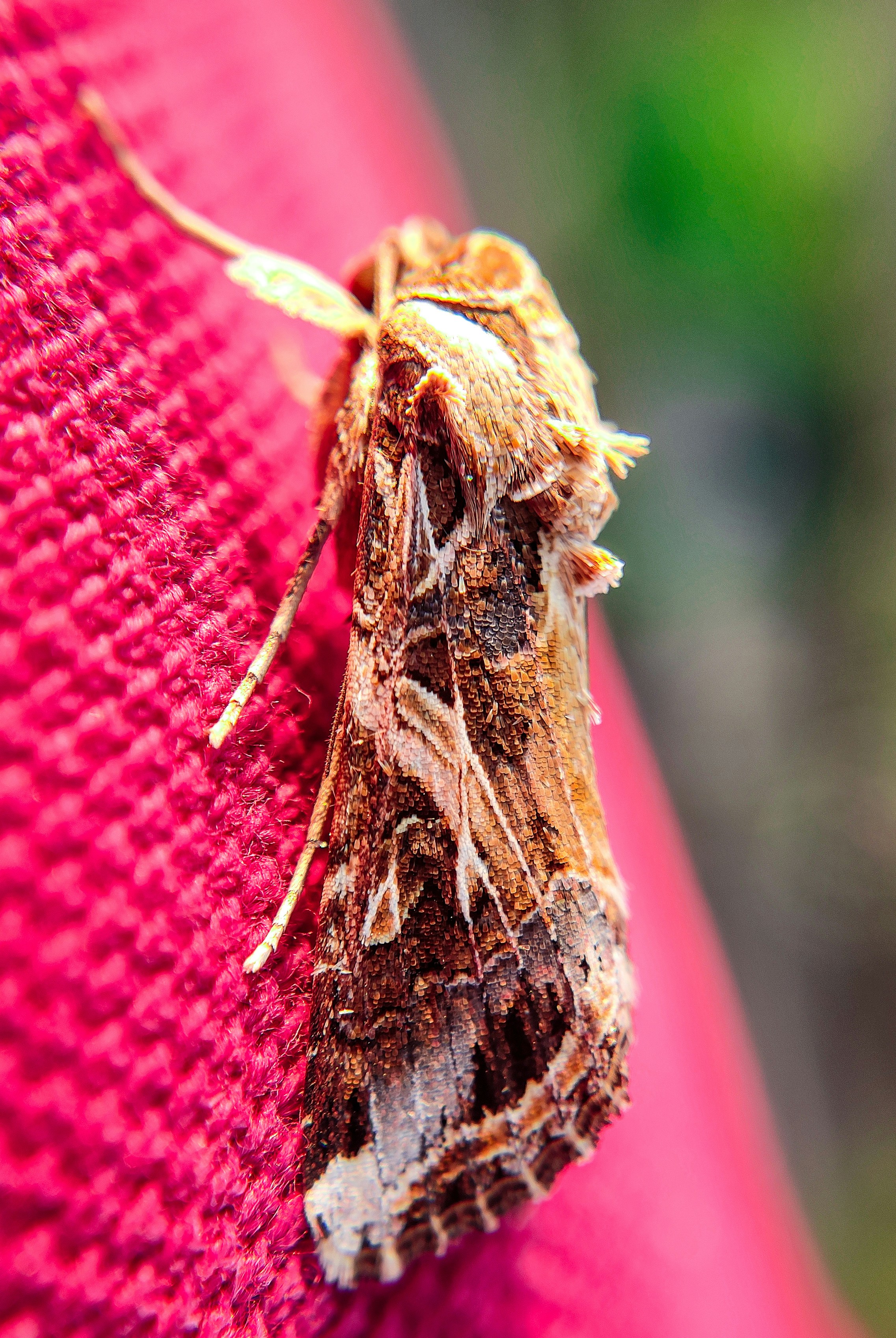 a close up of a moth on a person's arm