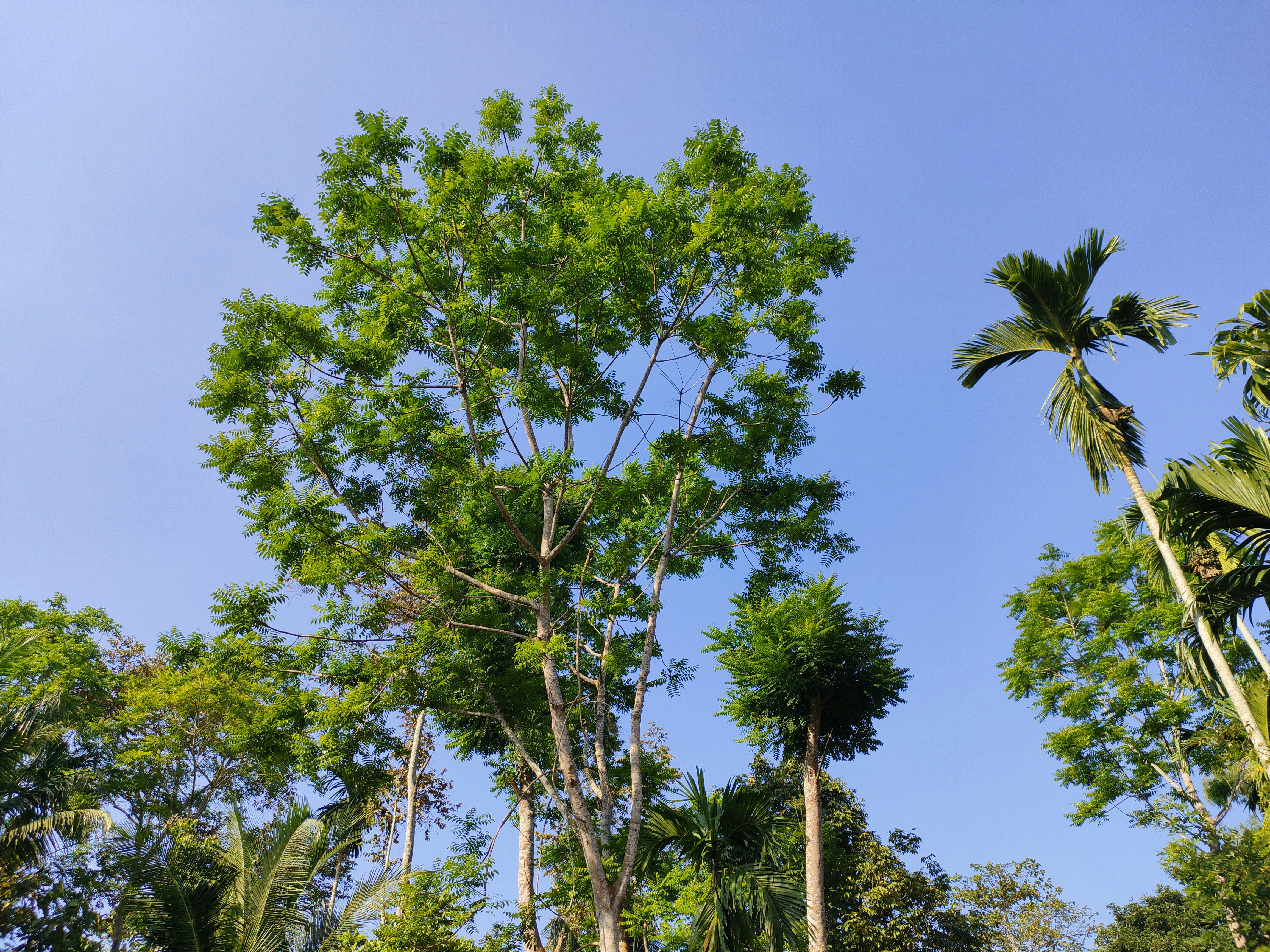 Tall trees with lush green foliage reaching towards a bright blue sky.