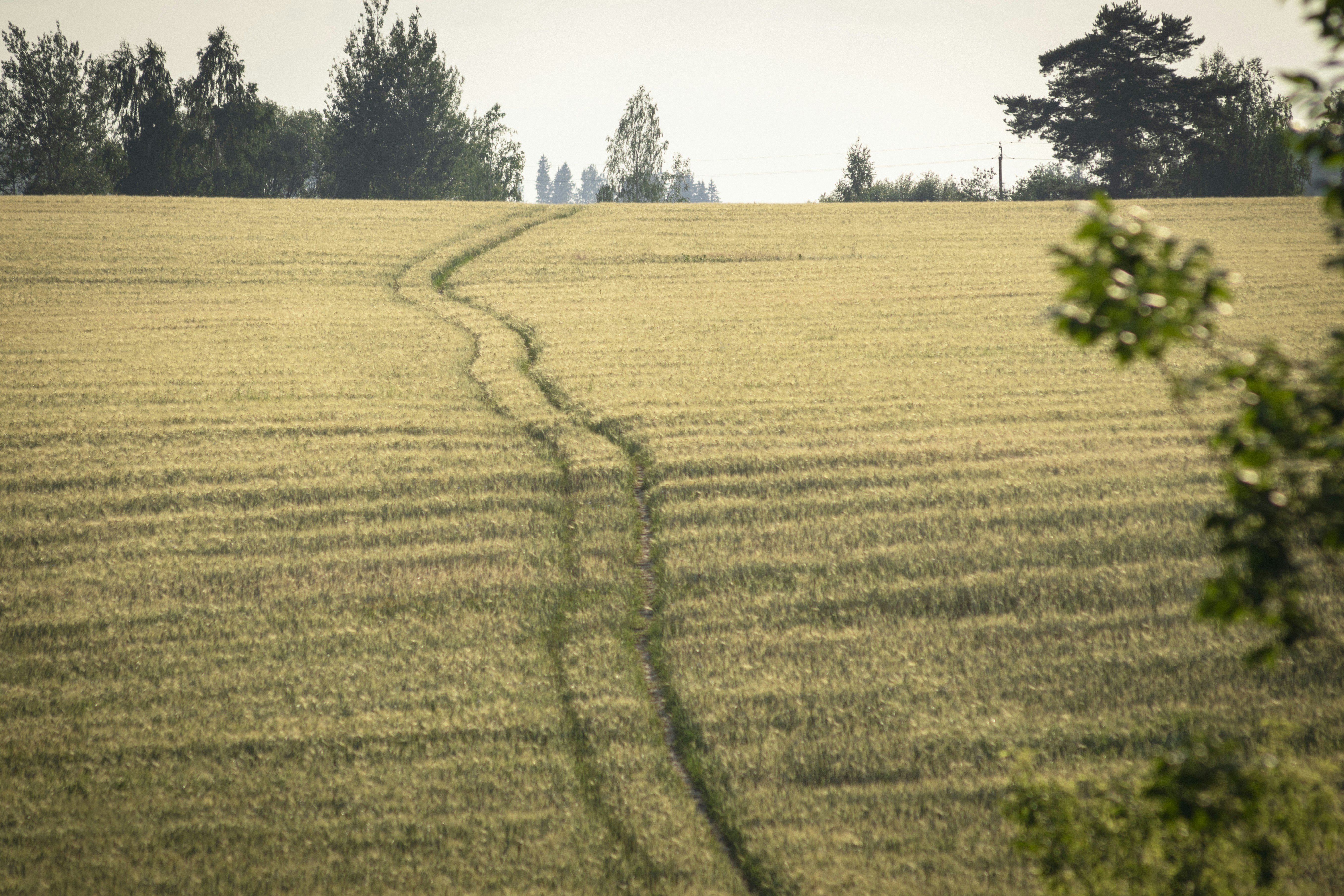 Meandering Ribbon Through a Sunlit Wheat Field