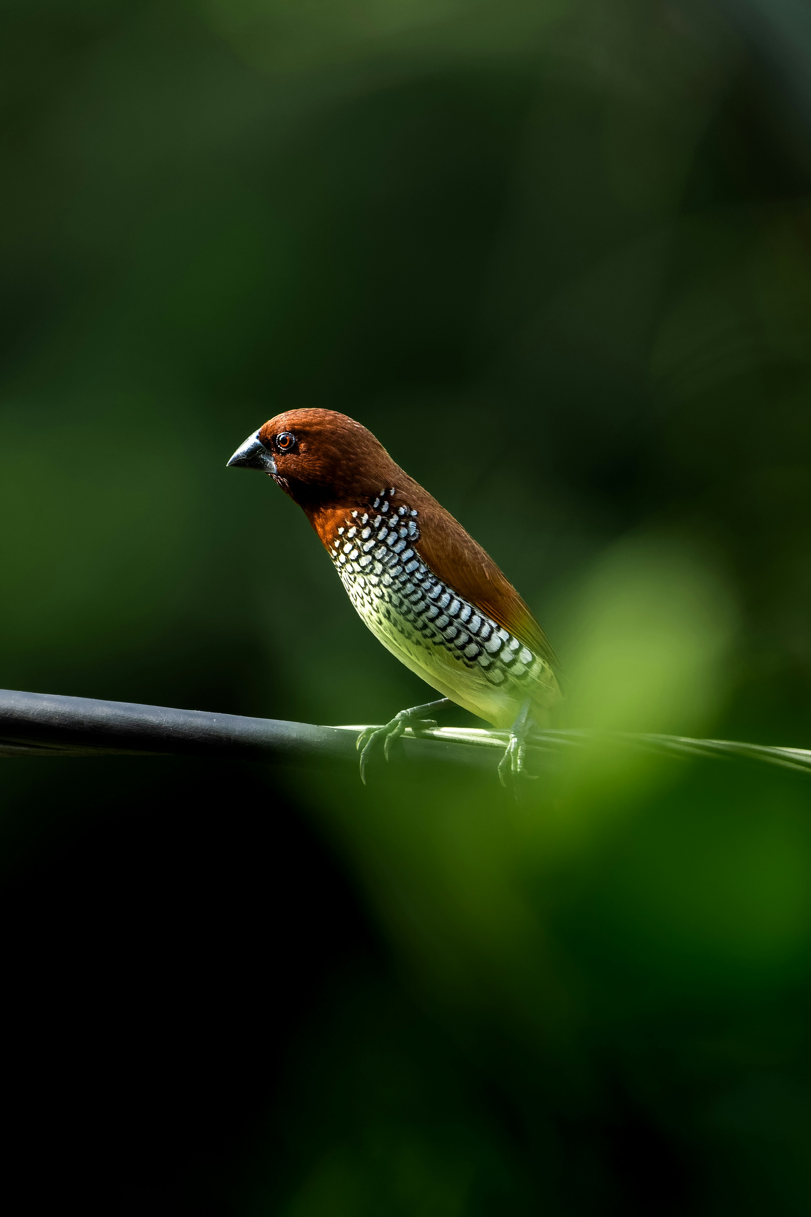 A Scaly Breasted Munia sitting on an electric wire.