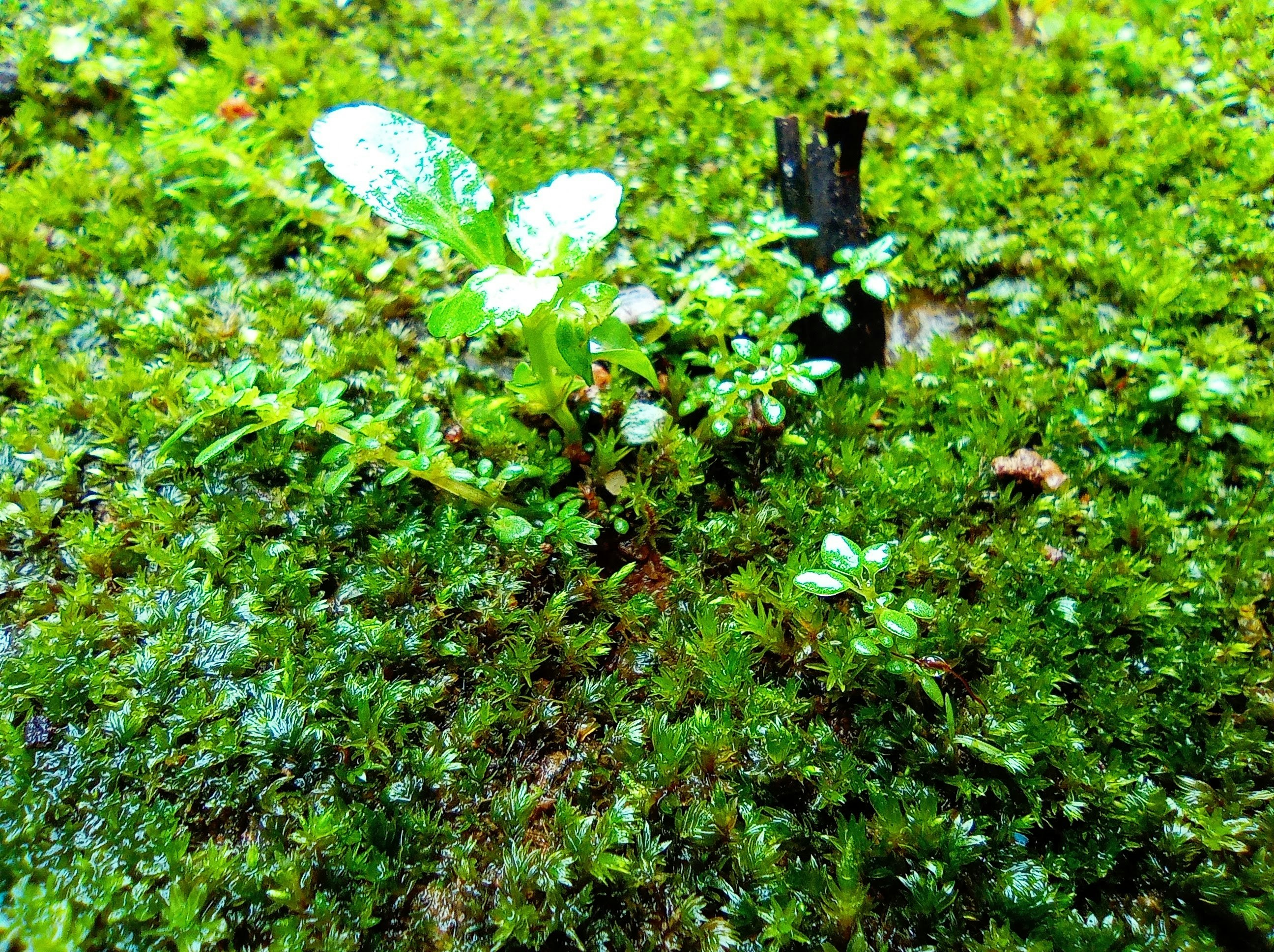 Close-up of moss-covered ground with a small leafy sprout emerging through dense green carpet. The shot emphasizes microhabitat textures and growth.
