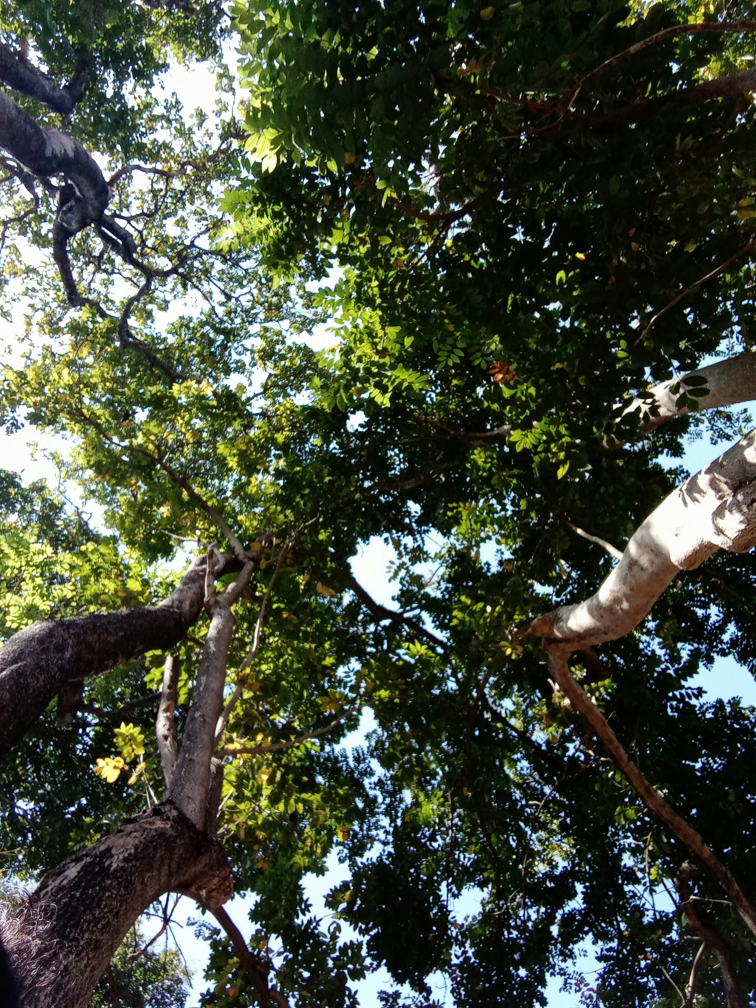 Upward view through a dense canopy of green leaves and twisting branches. A photograph capturing sunlit gaps in the foliage and a glimpse of blue sky.