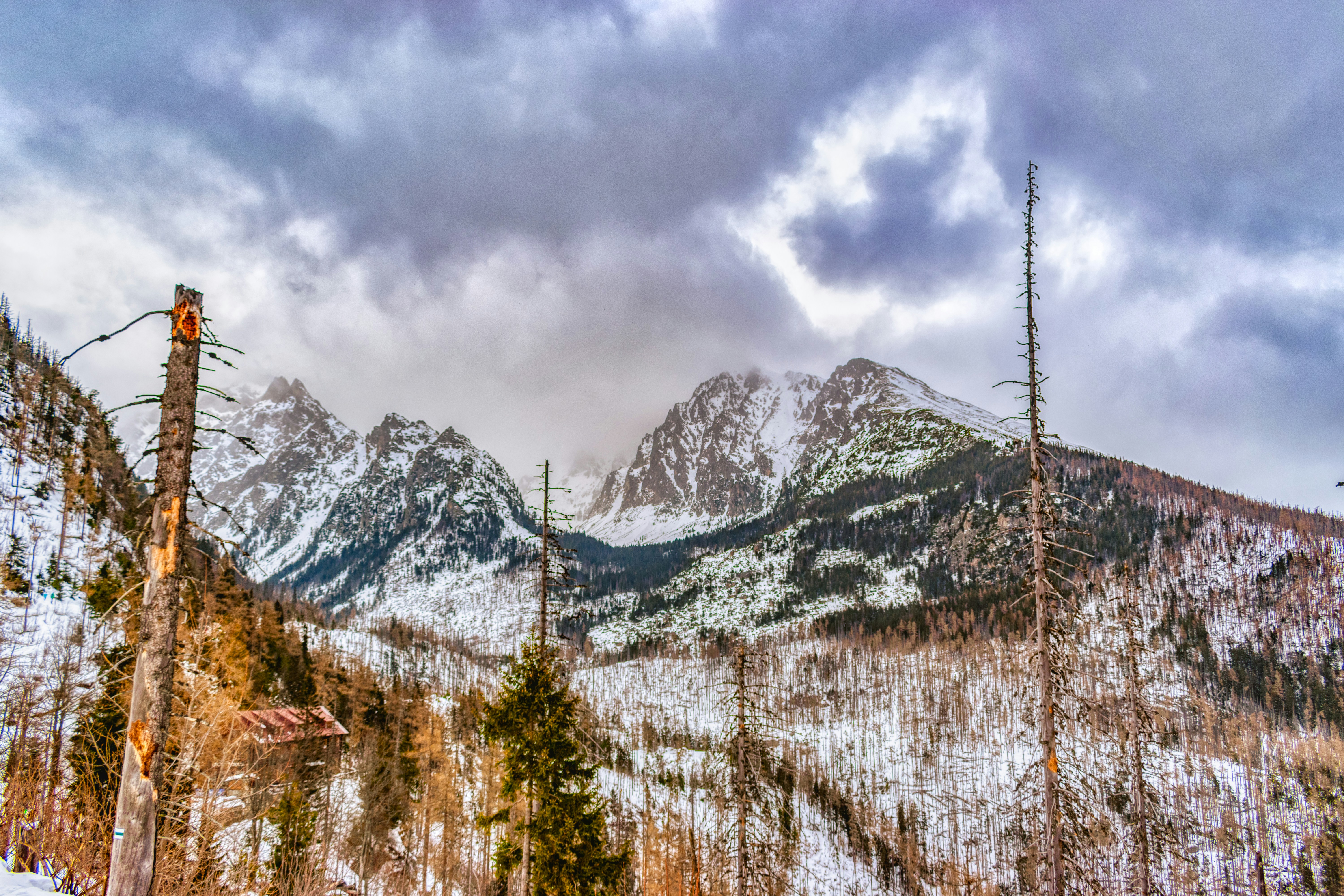 Snow-Capped Peaks Behind Timber-Lost Pines