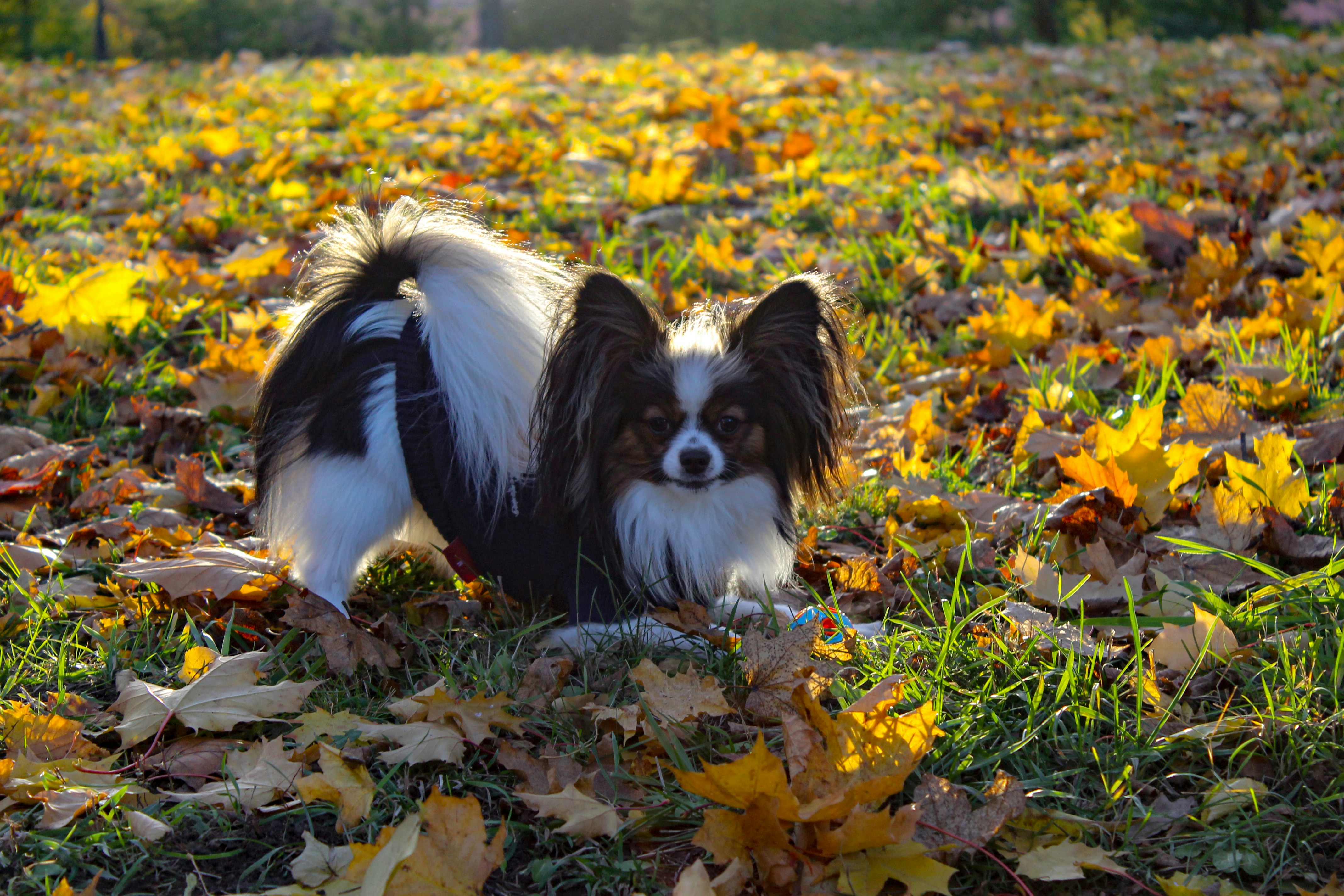 Golden Papillon in a Quiet Autumn Patch