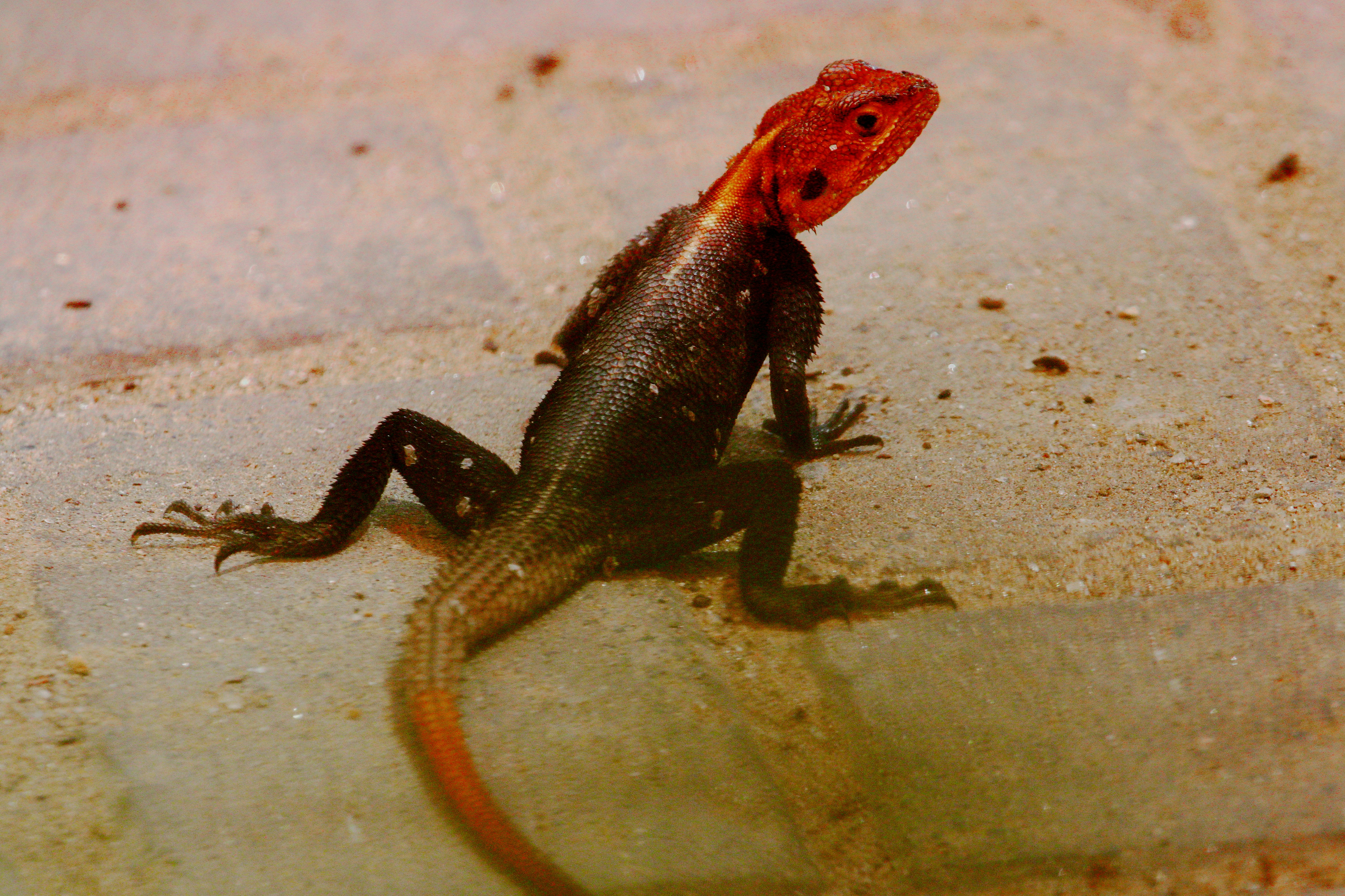 Crimson-headed Lizard Emerges on Sun-Splashed Sand