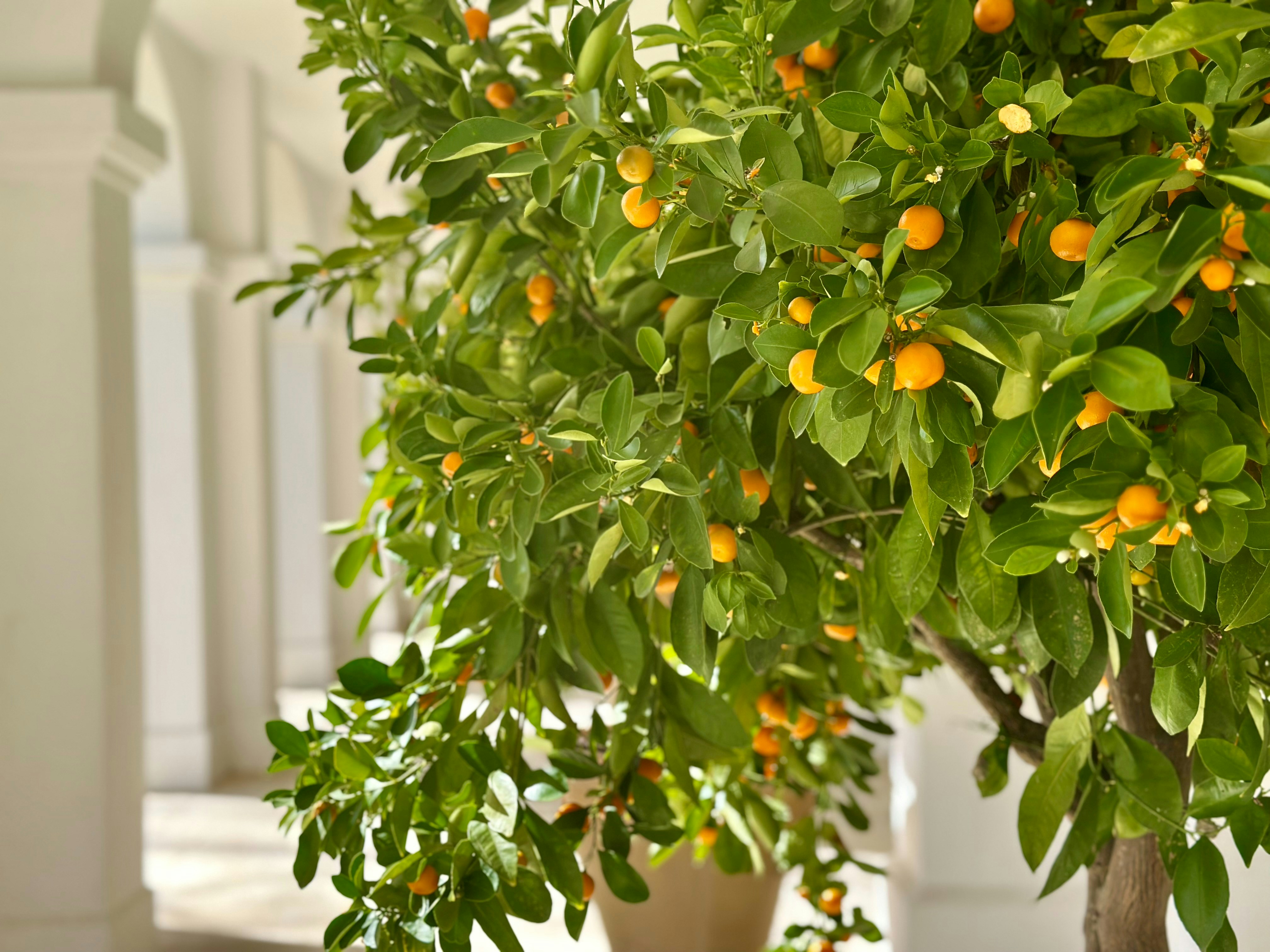 Sunlit Citrus Canopy Along a Columned Courtyard Arcade
