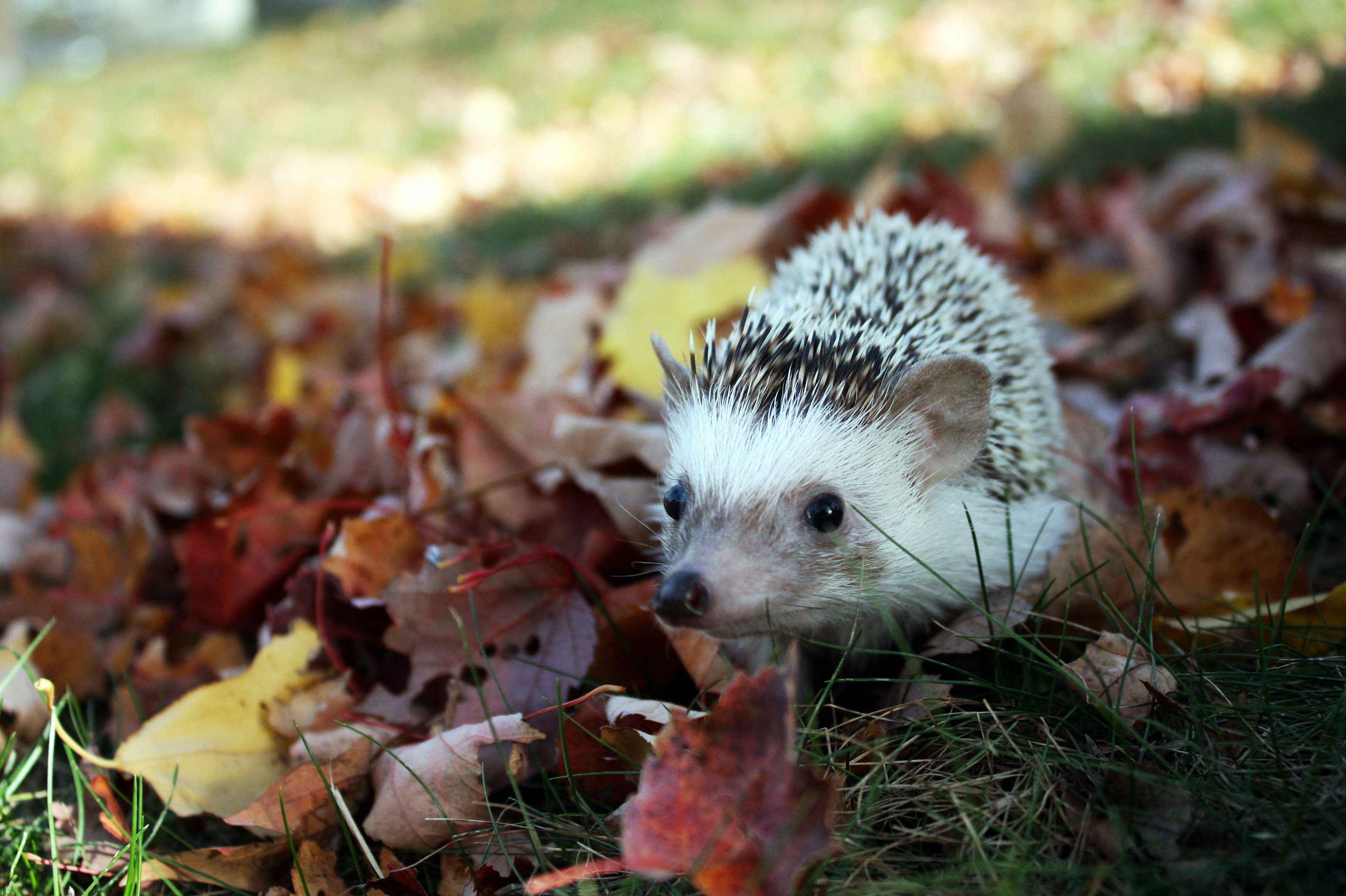 Autumn Leaf Quilt: A Hedgehog's Quiet Approach