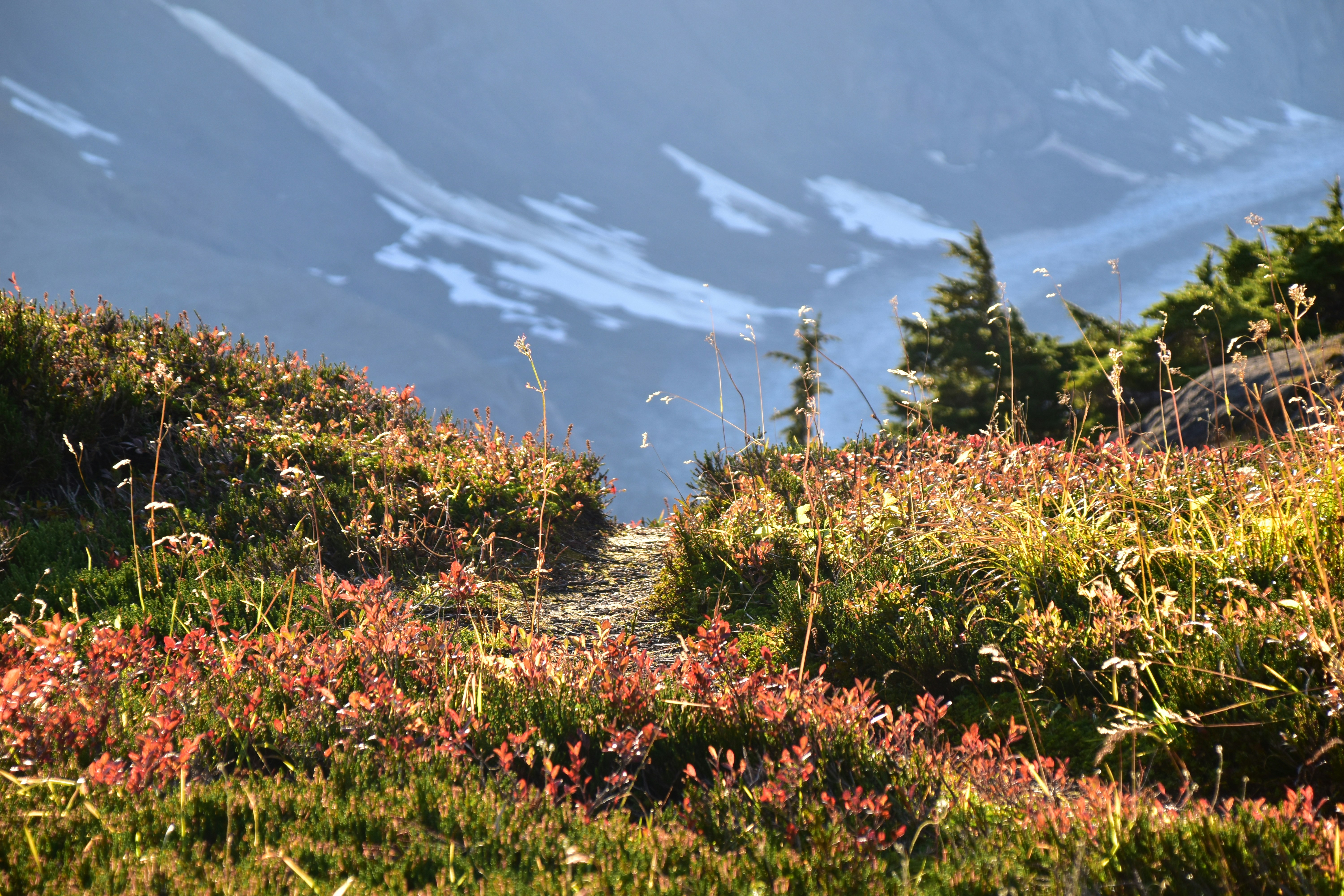 Alpine Trail Through Atlantic-Flower Beds Toward Snow-Capped Vistas