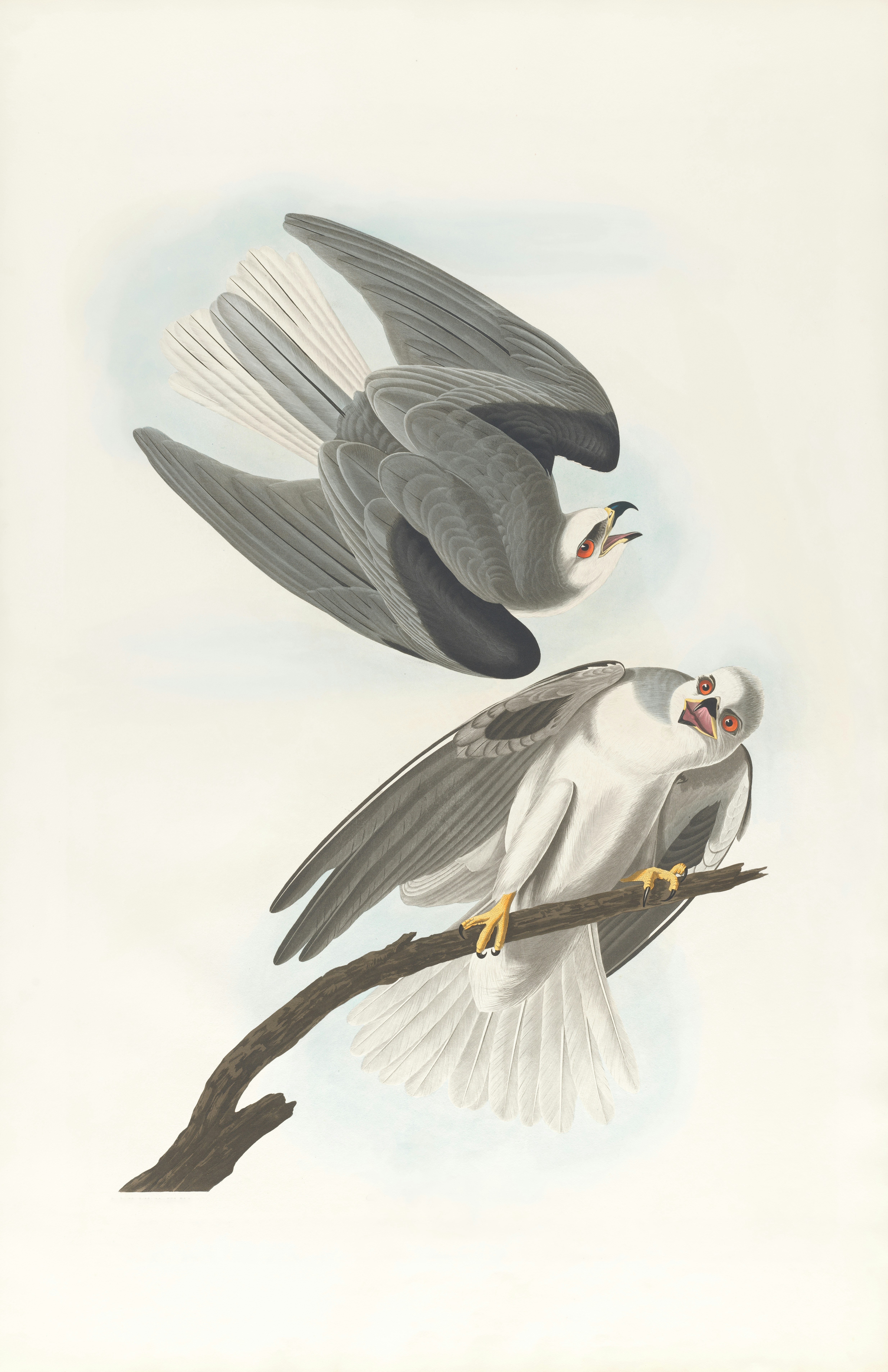Two birds sitting on top of a tree branch photo – Free Grey Image on ...