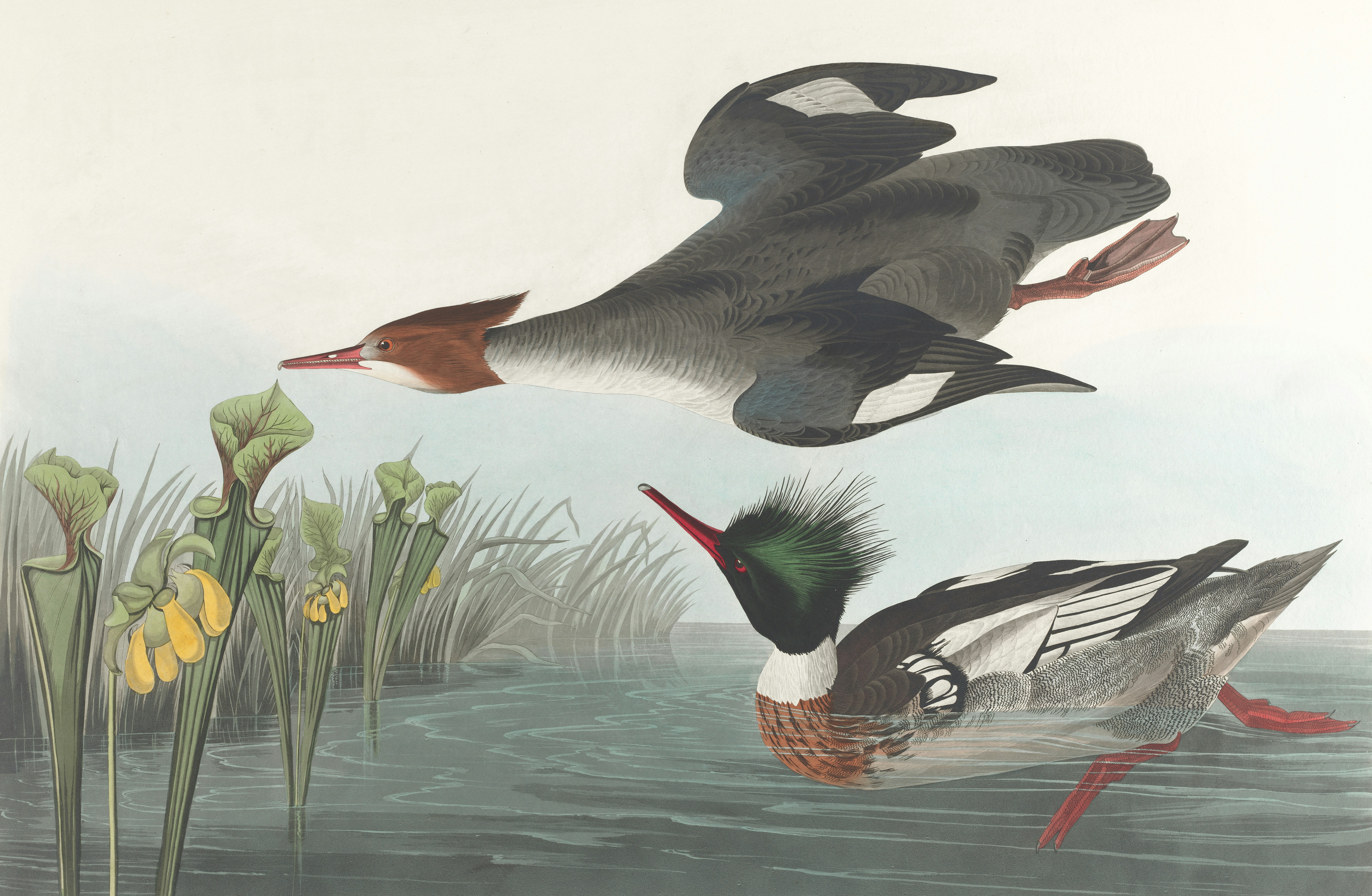 Title: Red-breasted merganser : Mergus serrator, L. Male, 1. Female, 2. Plant, sarracenia flava. c.1 v.4 plate 401 Artist: Audubon, John James, 1785-1851 Engraver: Havell, Robert, 1793-1878 Name on Item: Drawn from nature by J. J. Audubon F.R.S. F.L.S. Engraved, printed & coloured by Rob't. Havell, 1838. Date: 1838 https://www.digitalcommonwealth.org/search/commonwealth:9s16d840h