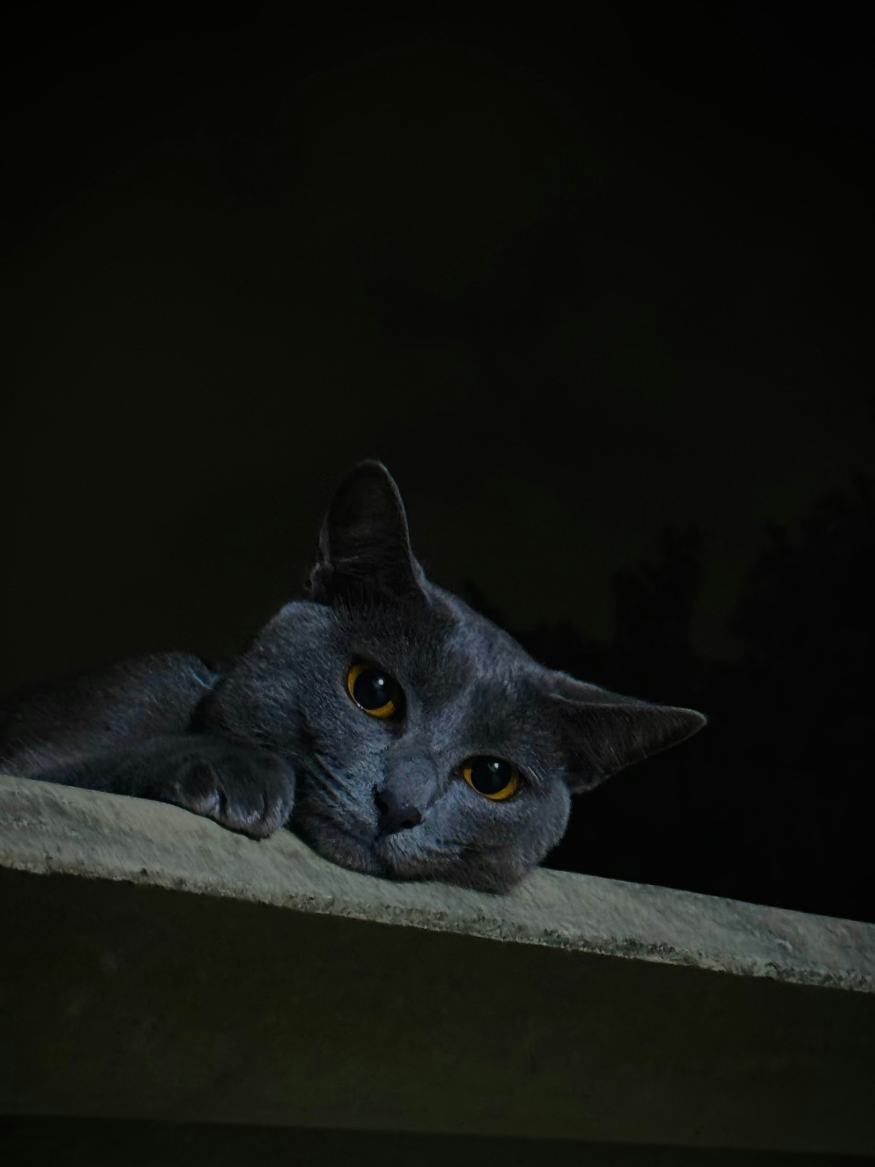 Midnight Gaze: A Gray Cat Poised Over the Edge