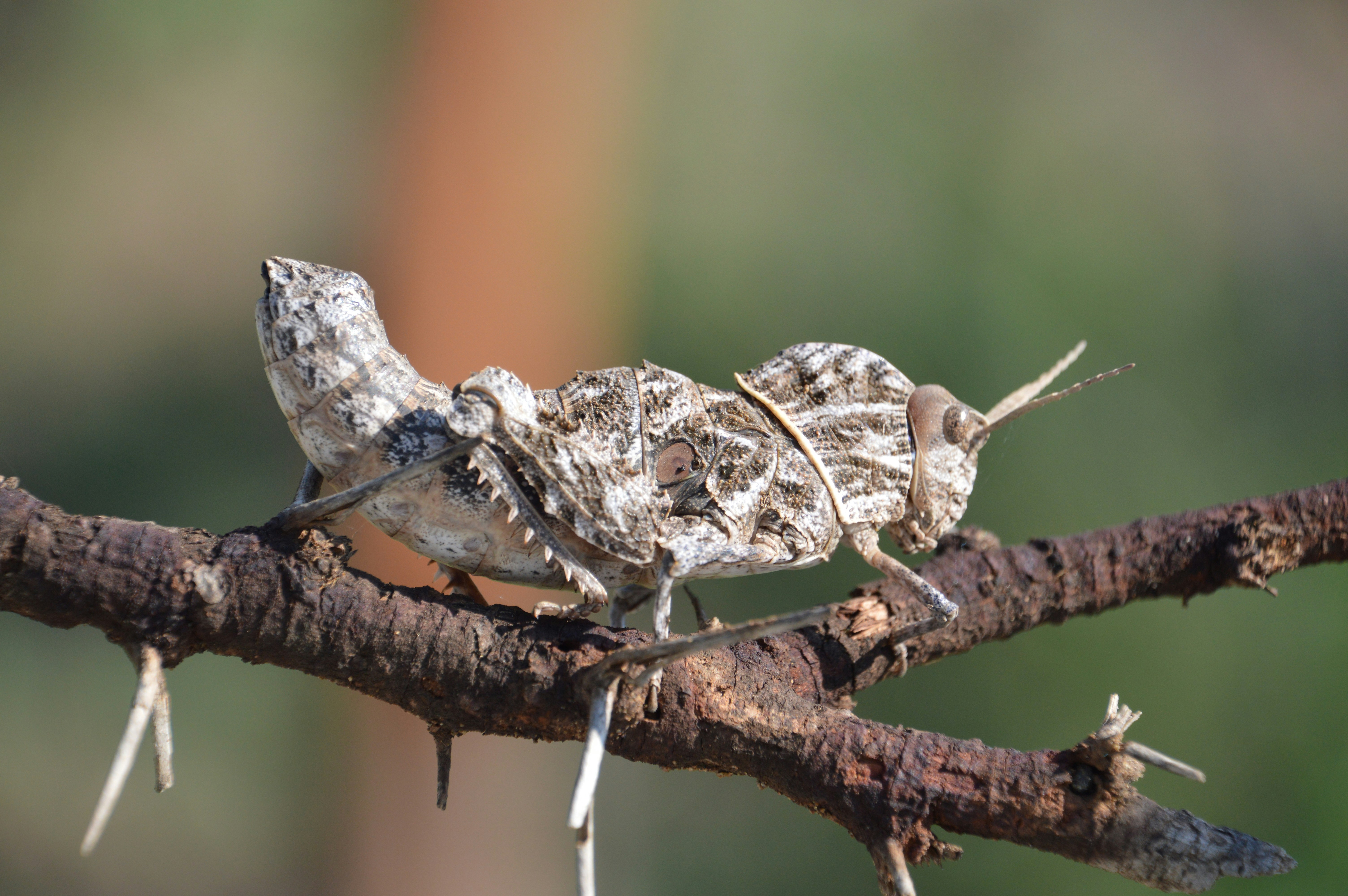 Two Camouflaged Moths on Weathered Bark in Soft Afternoon Light