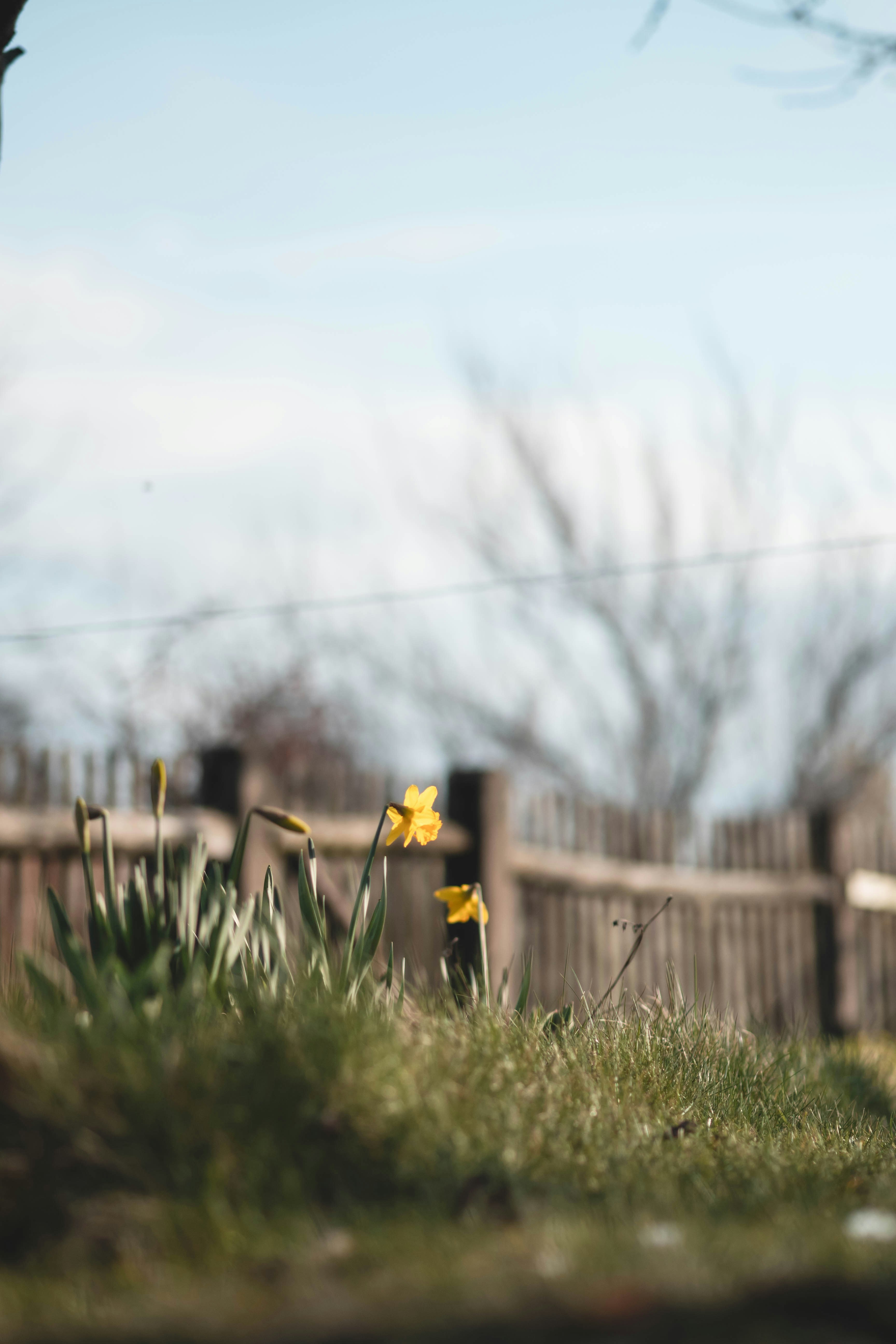 Yellow daffodils peeking from a sleepy garden under a bright spring sky