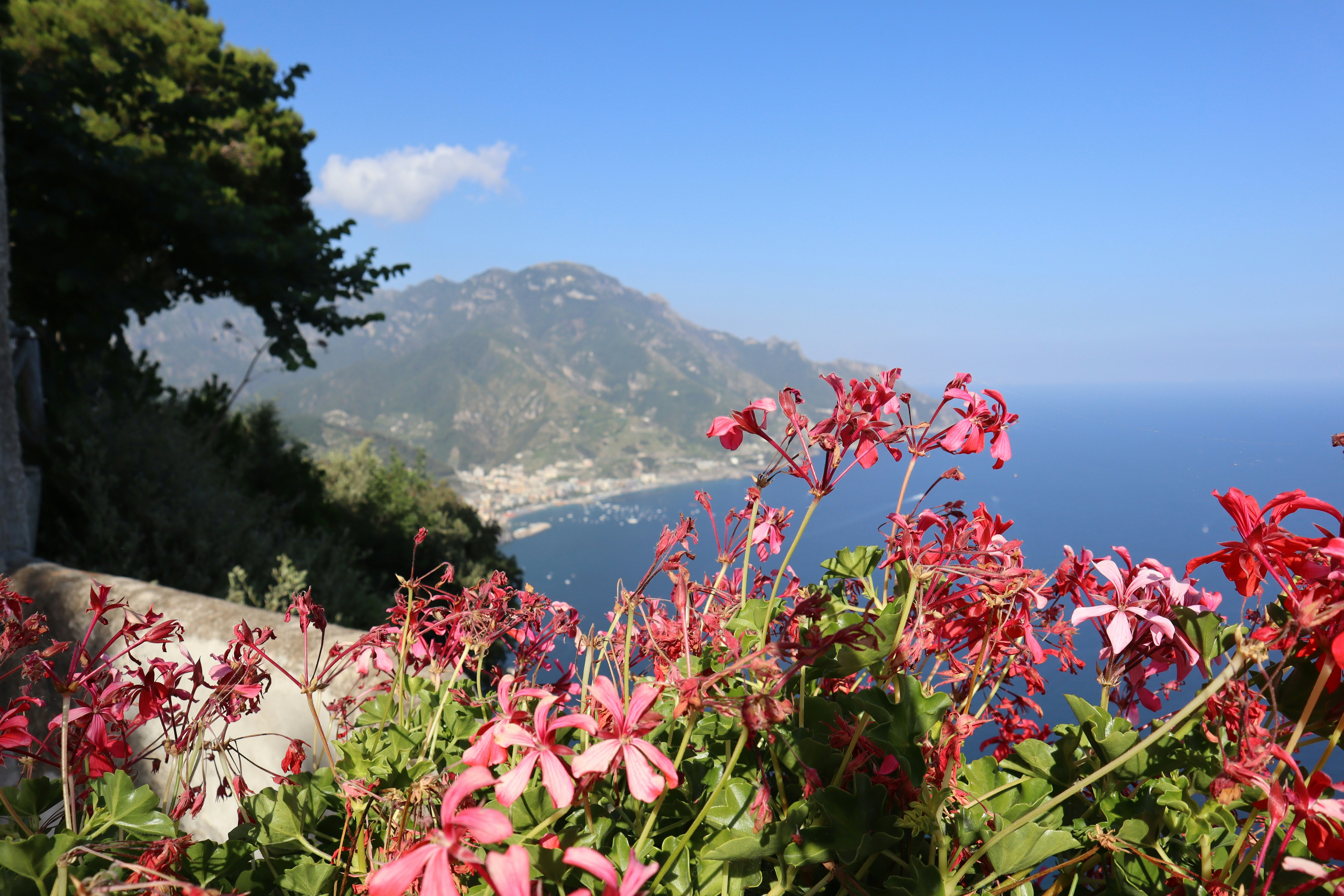 Pink Portulaca Framing a Cliffside Sea Vista