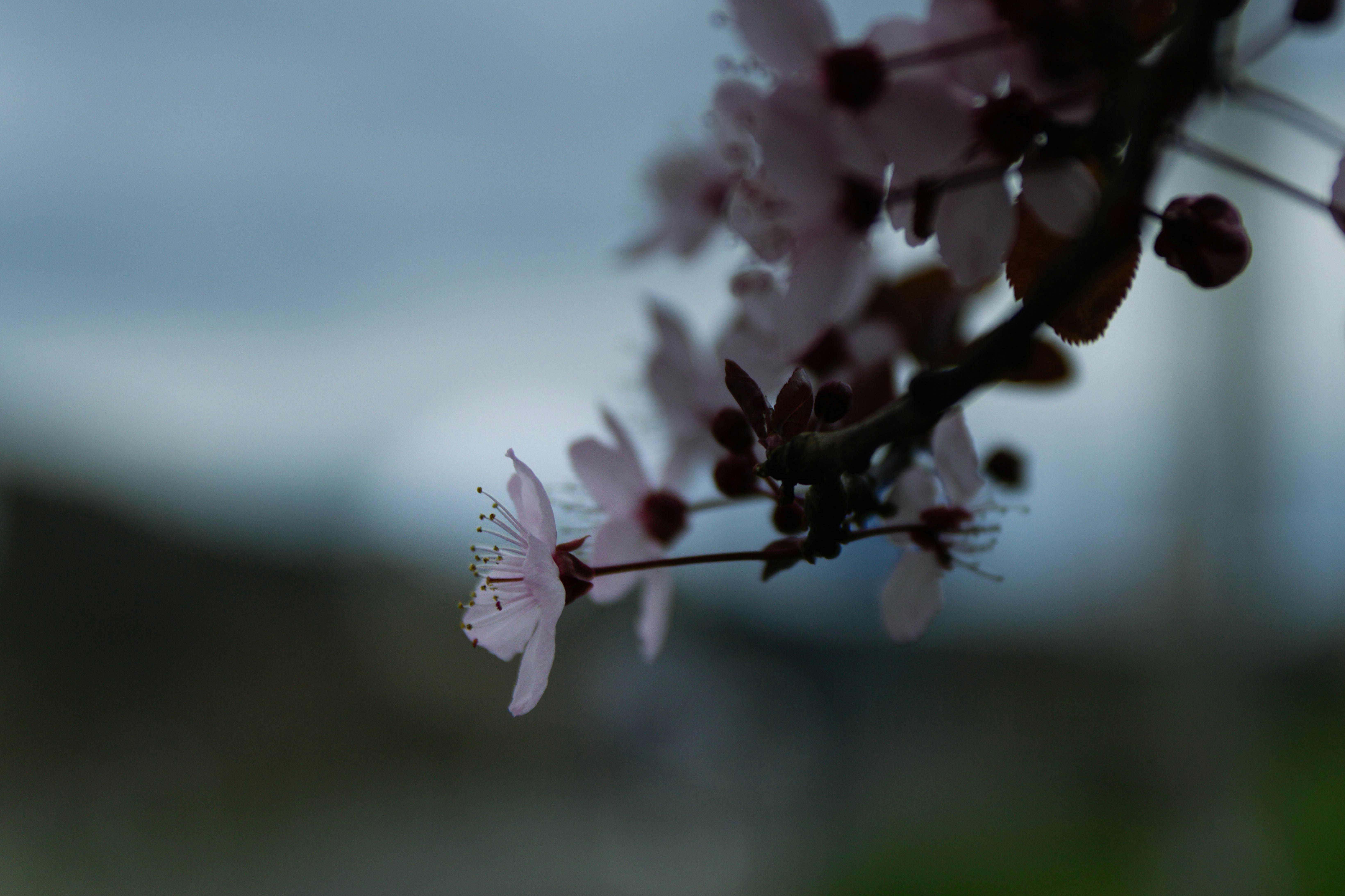 Tender Blossom in Soft Focus: A Lone Pink Flower Reaches Toward the Sky