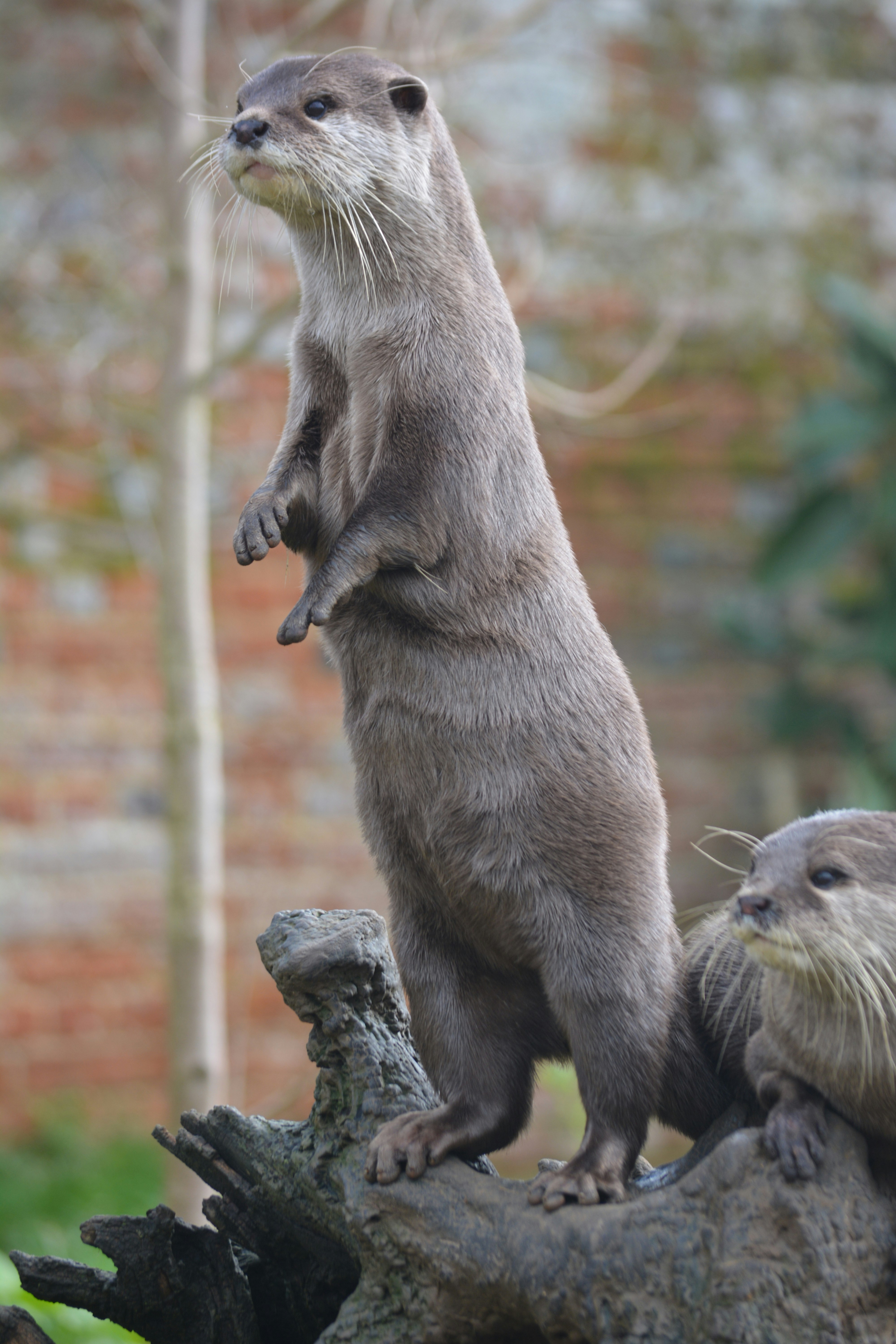 A couple of otters standing on top of a log photo – Free Otter Image on ...