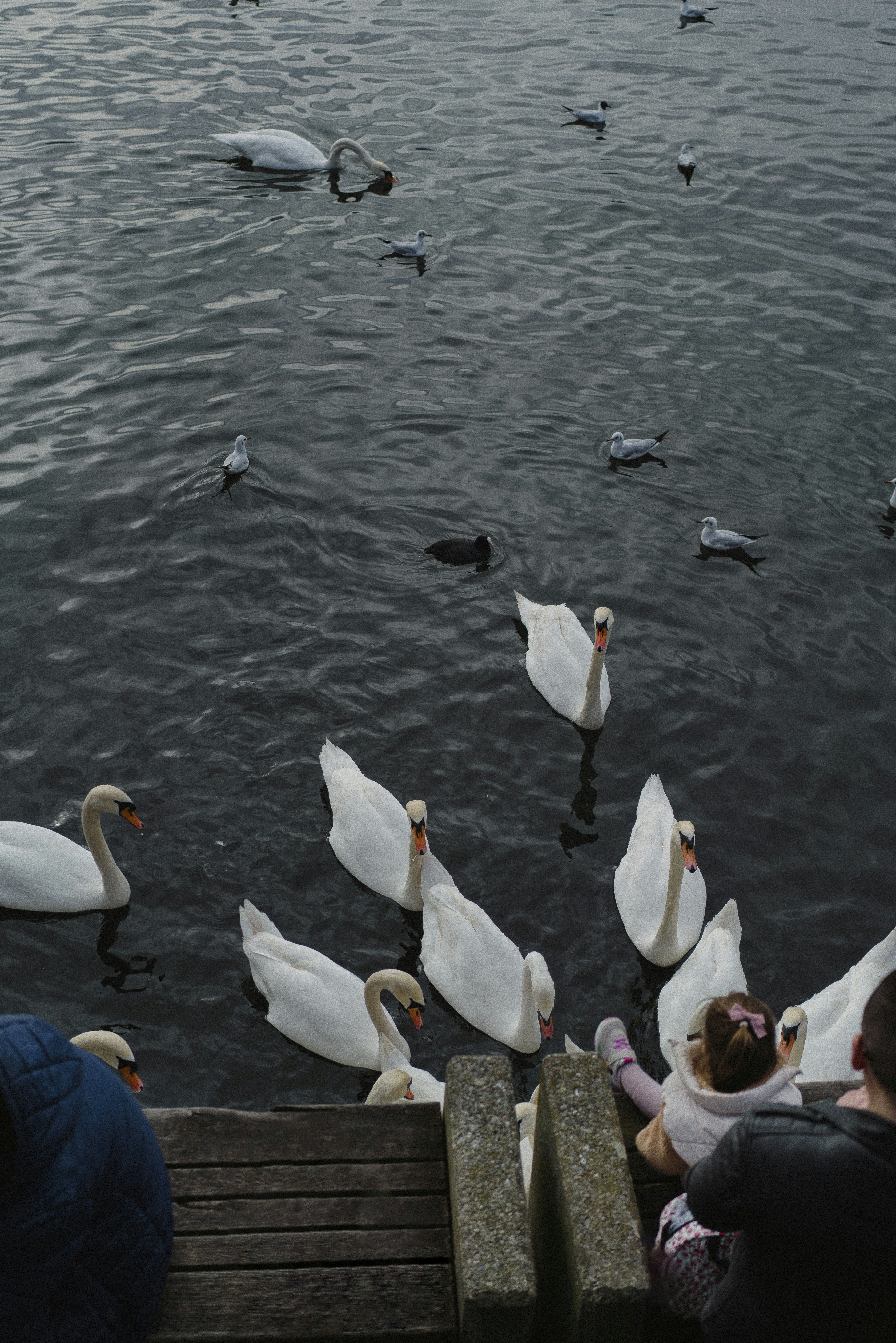 White Water Chorus: Swans and Seabirds Along a Riverside Pier