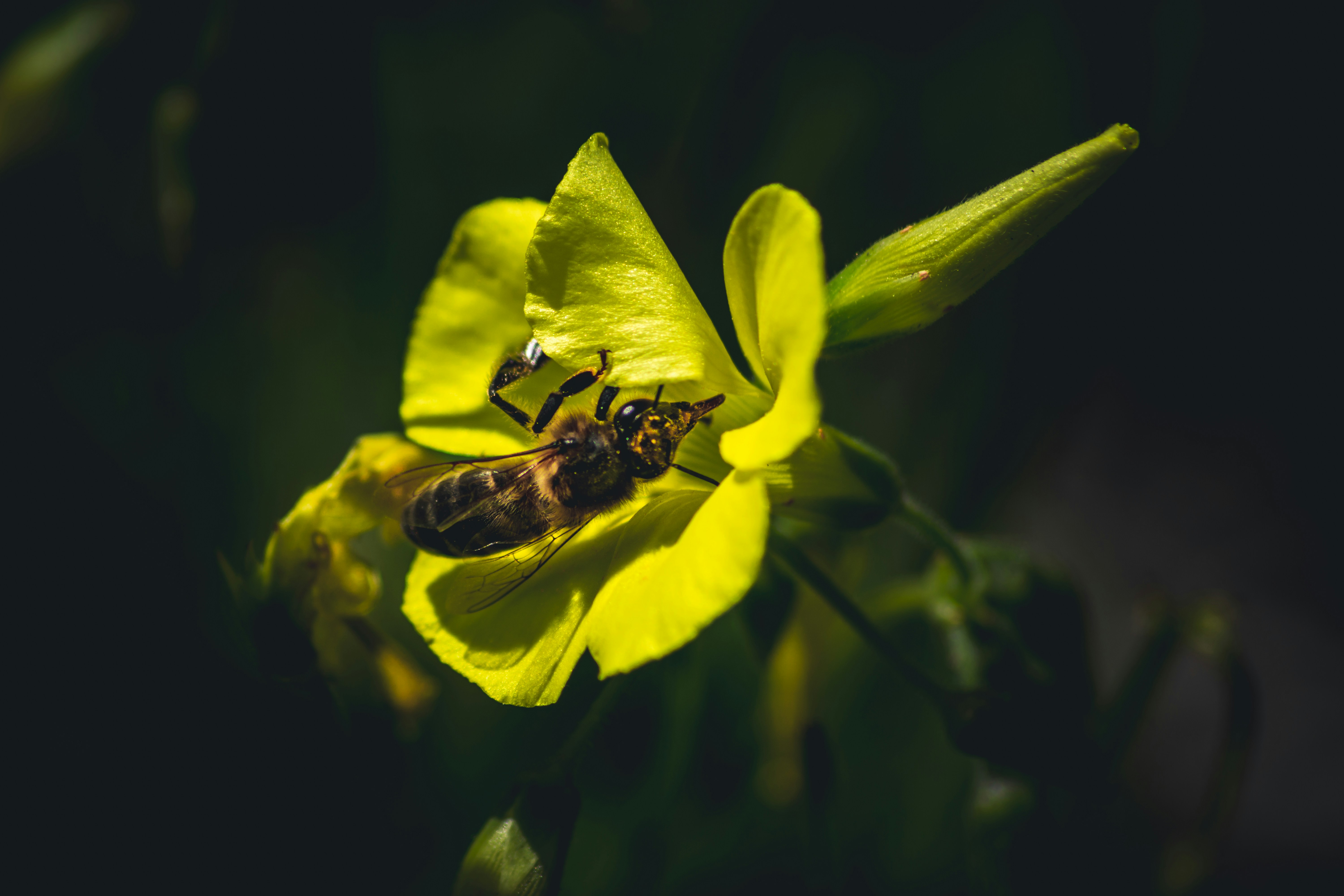 A bee delicately perched on a vibrant yellow flower, showcasing the intricate relationship between pollinators and flora.