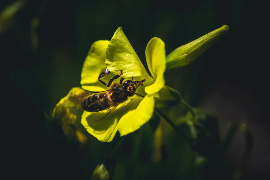A bee clings to the center of a vivid yellow flower against a dark, softly blurred background. A green bud extends from the upper right.