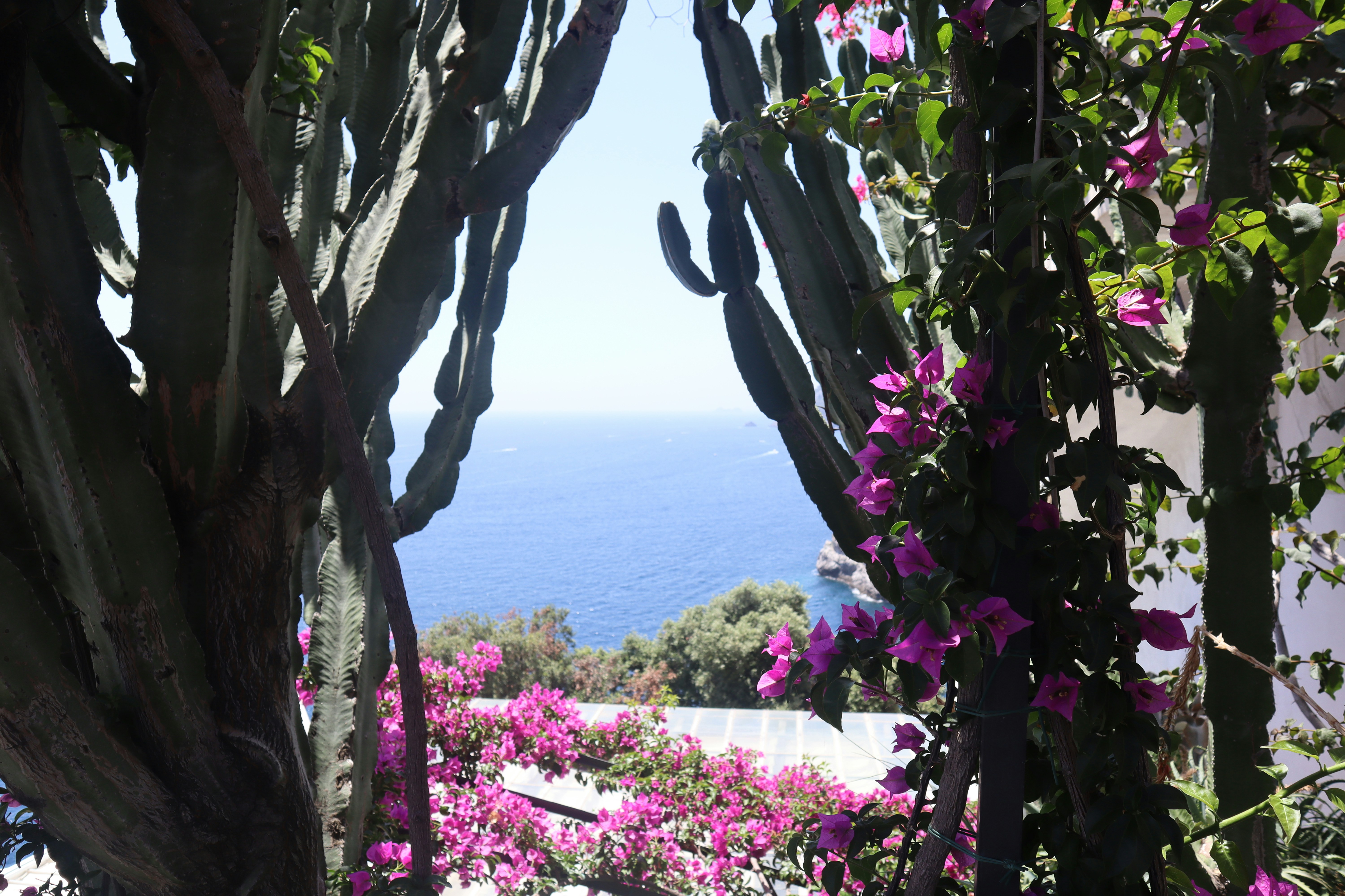 Cactus Framed Ocean Vista