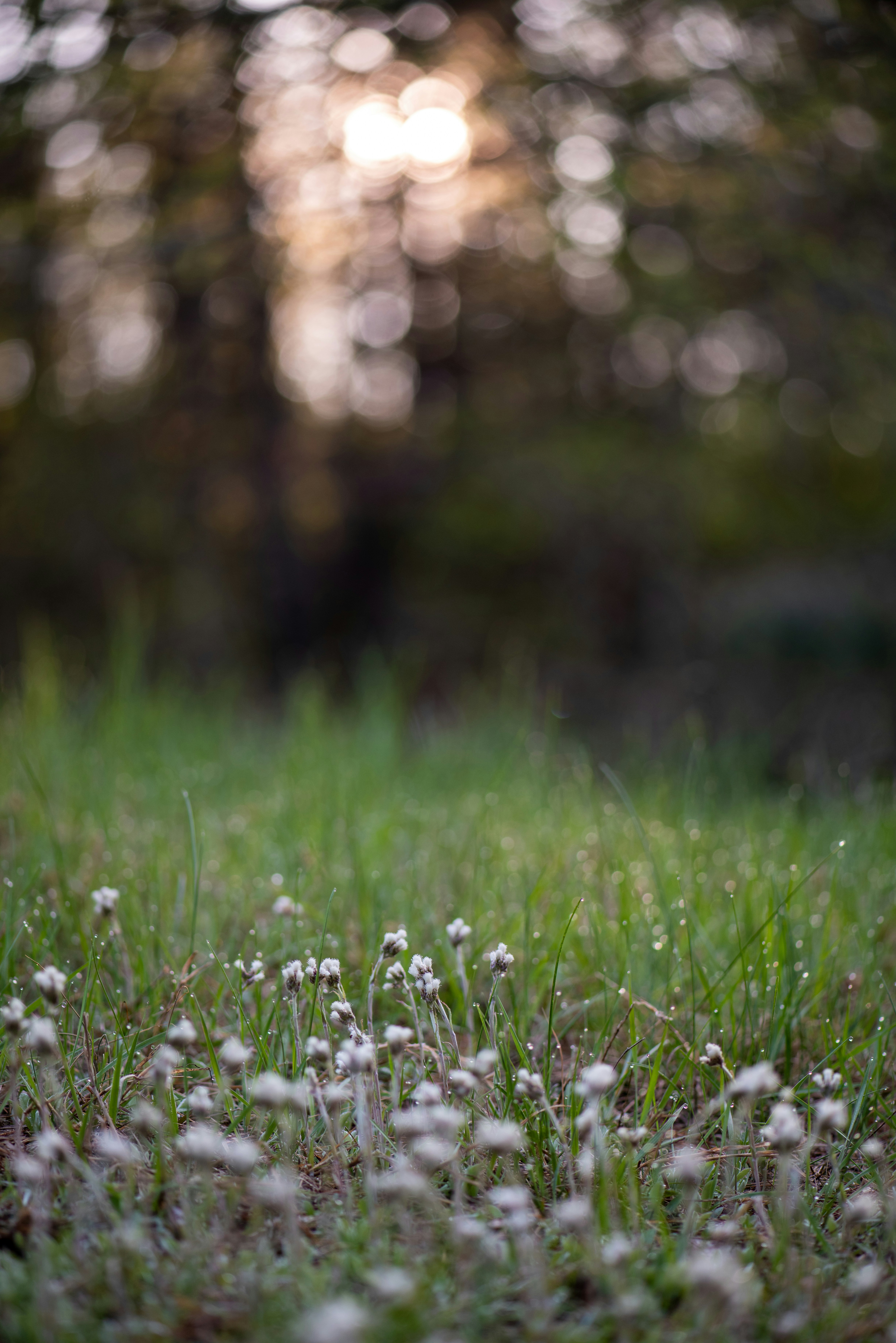 A field of grass with white flowers in the foreground photo – Free ...