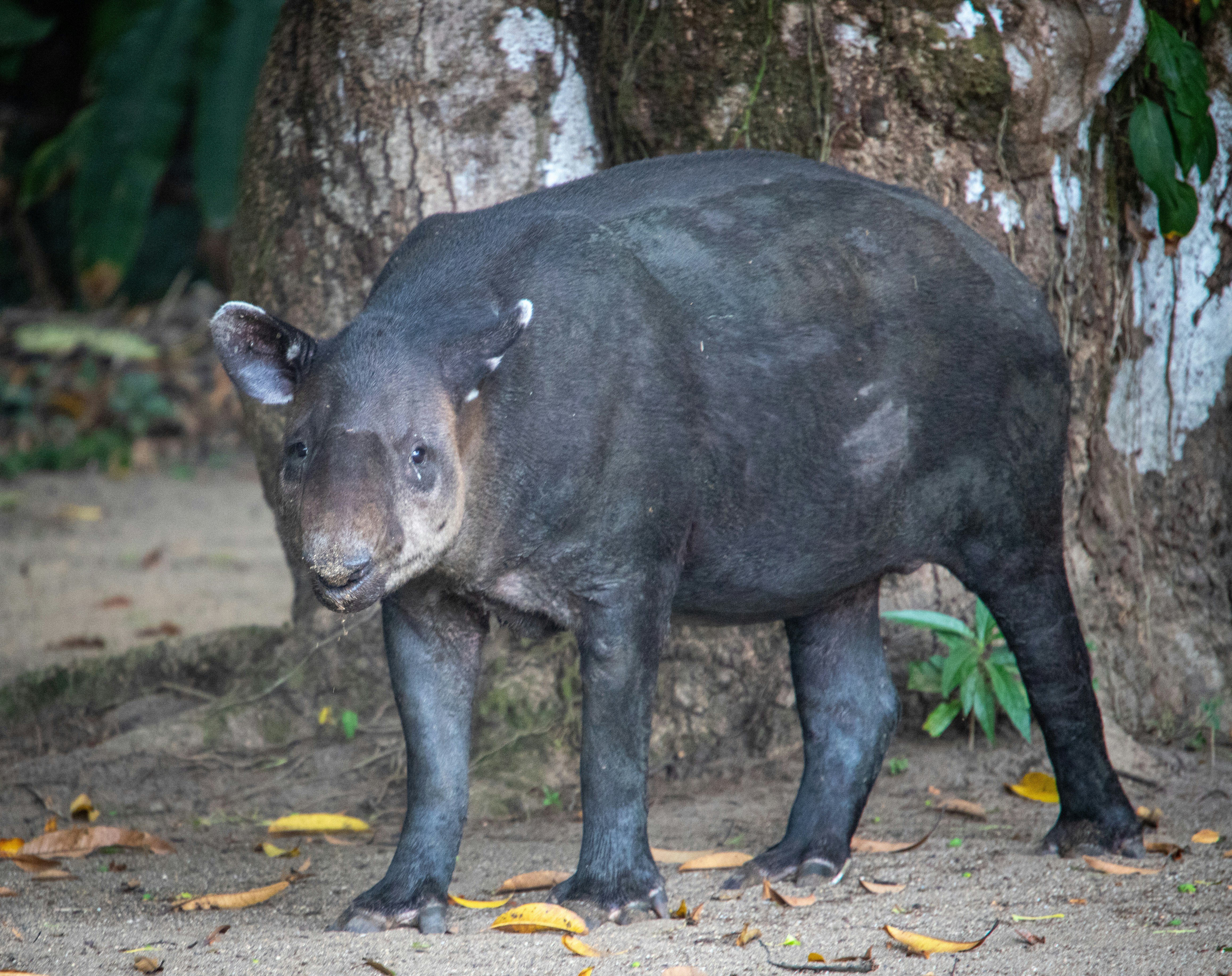 Midday Shadow: Tapir Pauses at the Base of a Forest Trunk