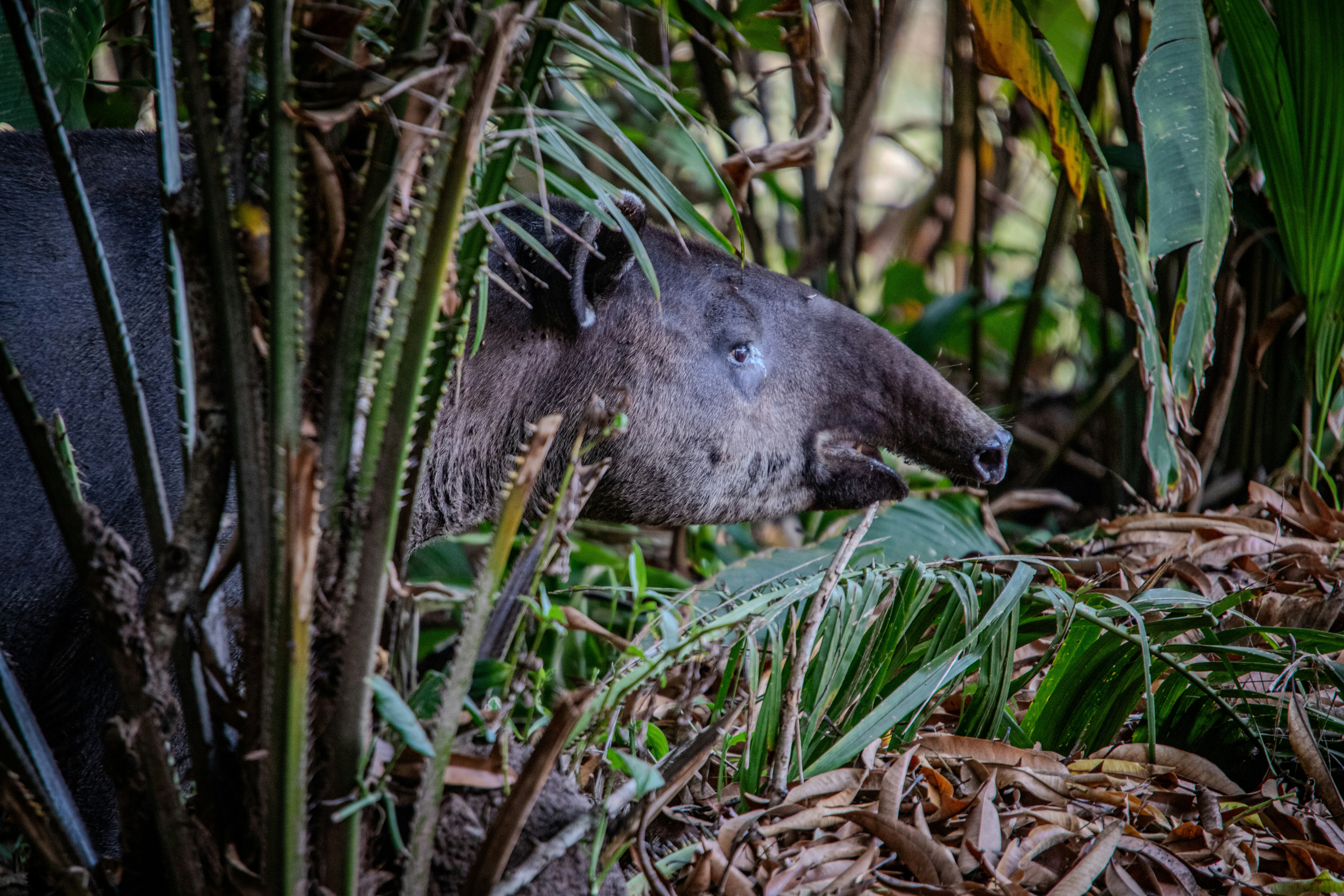 Hidden Tapir Navigates the Rainforest Understory