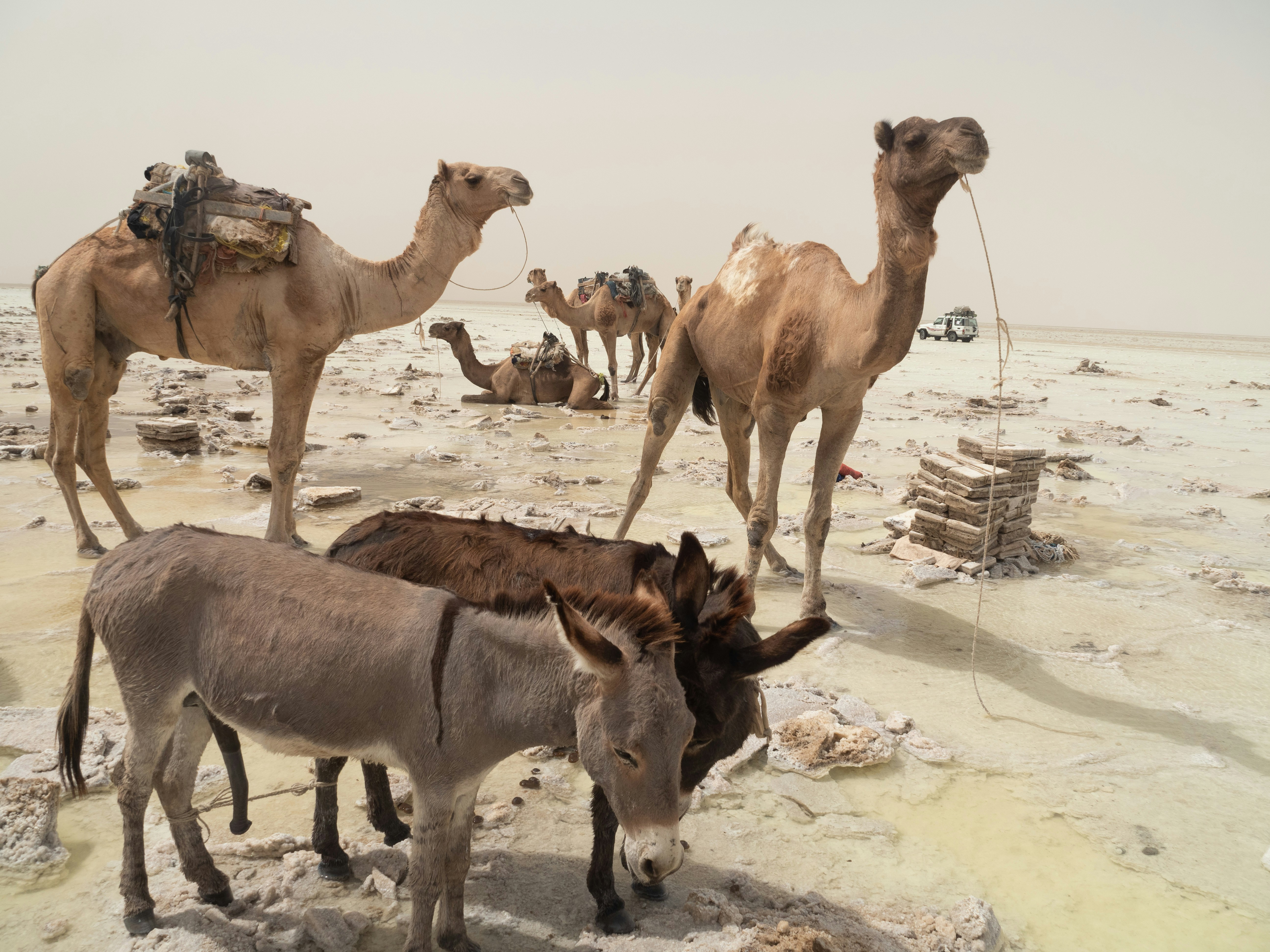 Desert Caravan Rest: Camels Paused by a Muddy Oasis