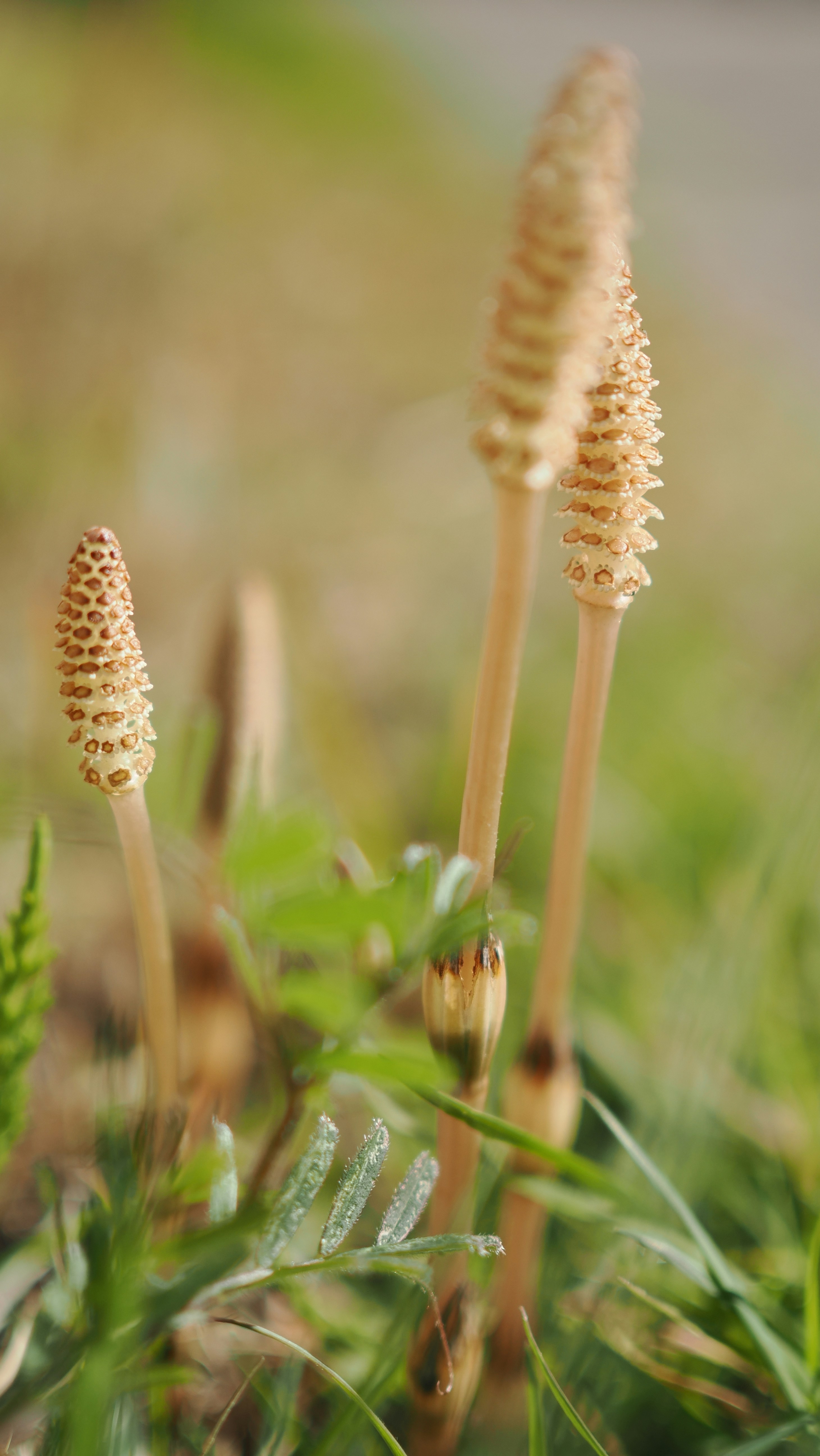 Ivory Spires in a Quiet Meadow