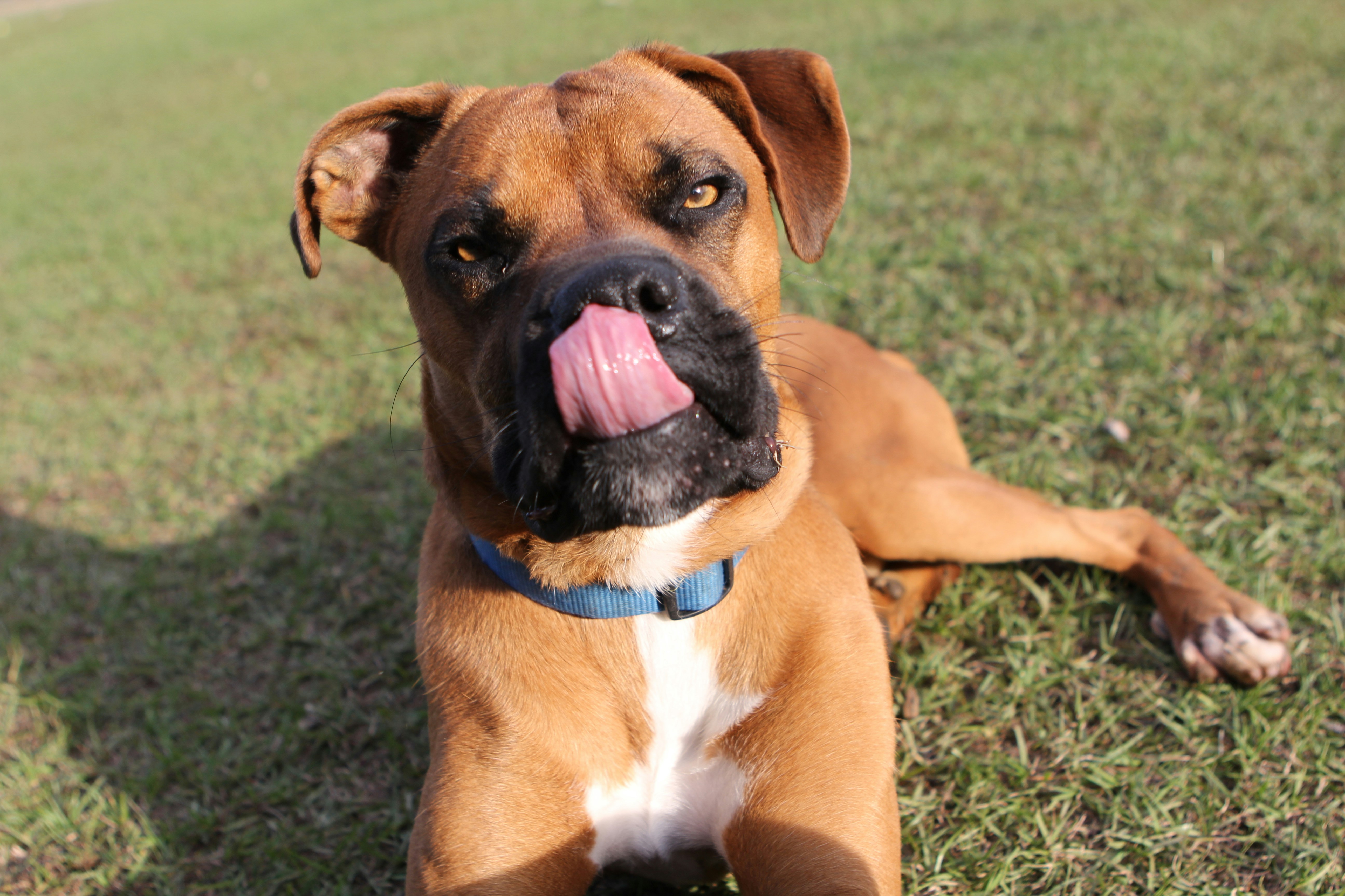 A brown dog laying on top of a lush green field photo – Free Boxer ...