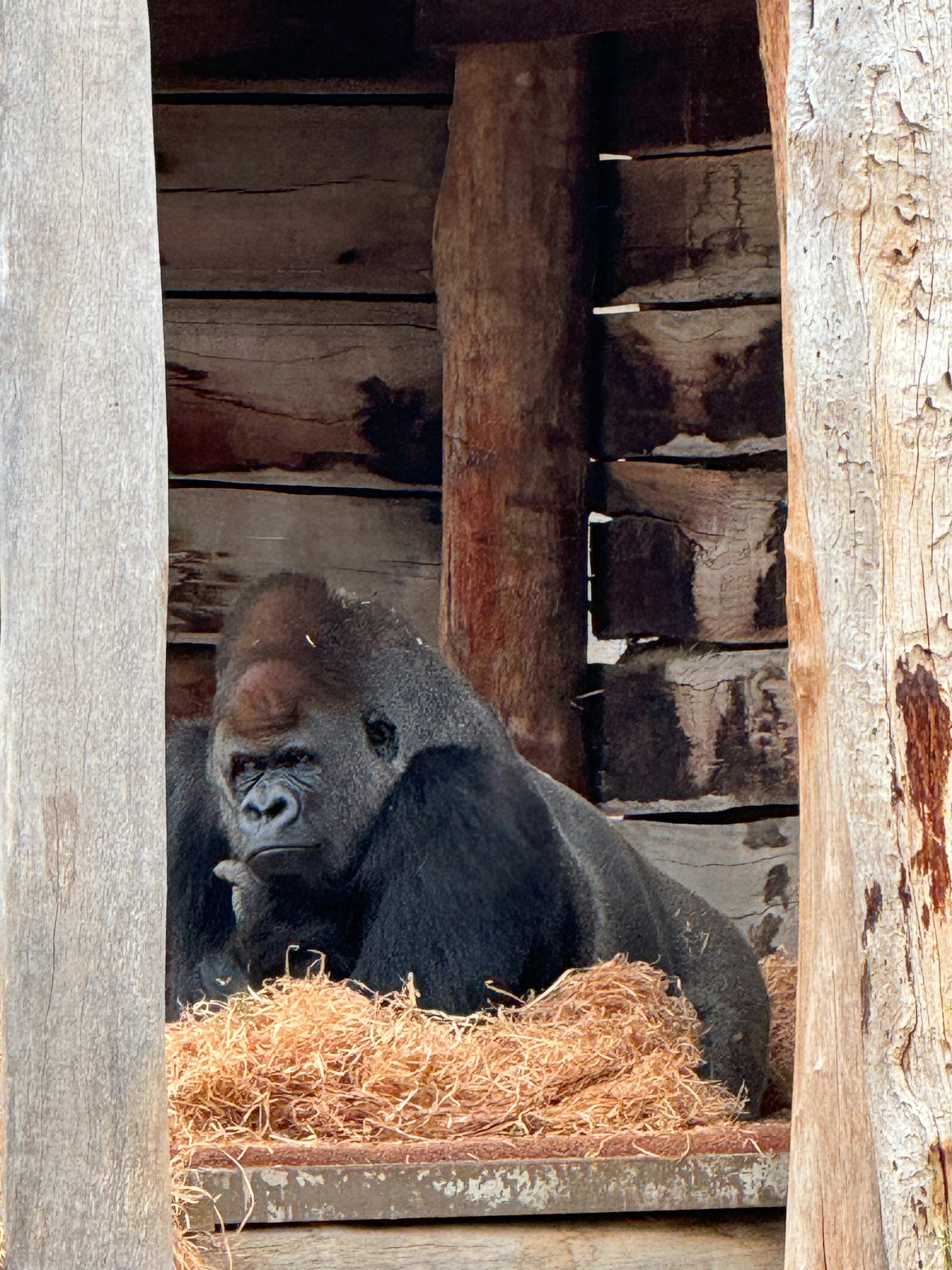 A majestic gorilla resting among straw in a rustic wooden enclosure, exuding a sense of calm and strength.