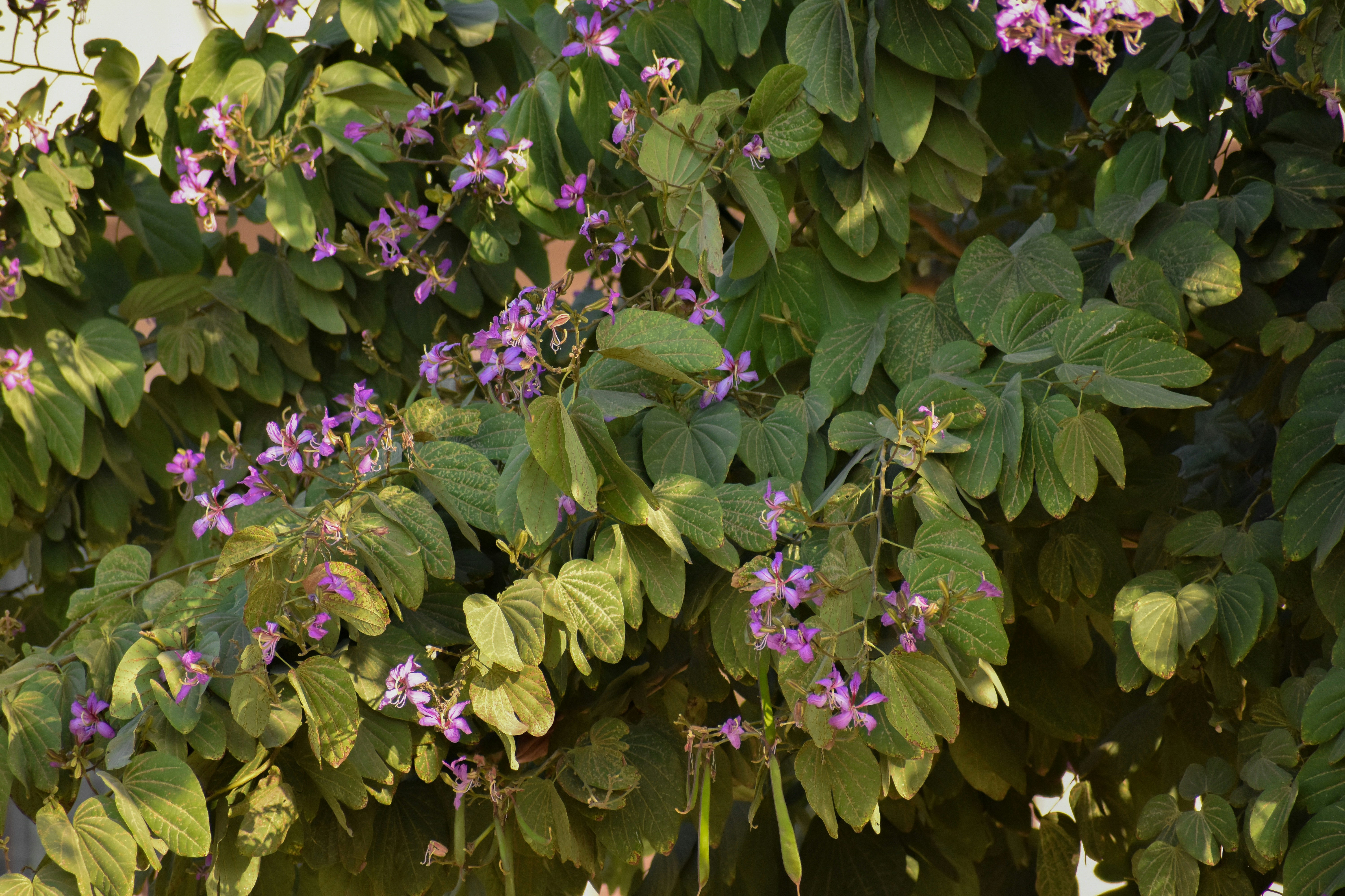 Violet Clusters Woven Through Sunlit Green Foliage